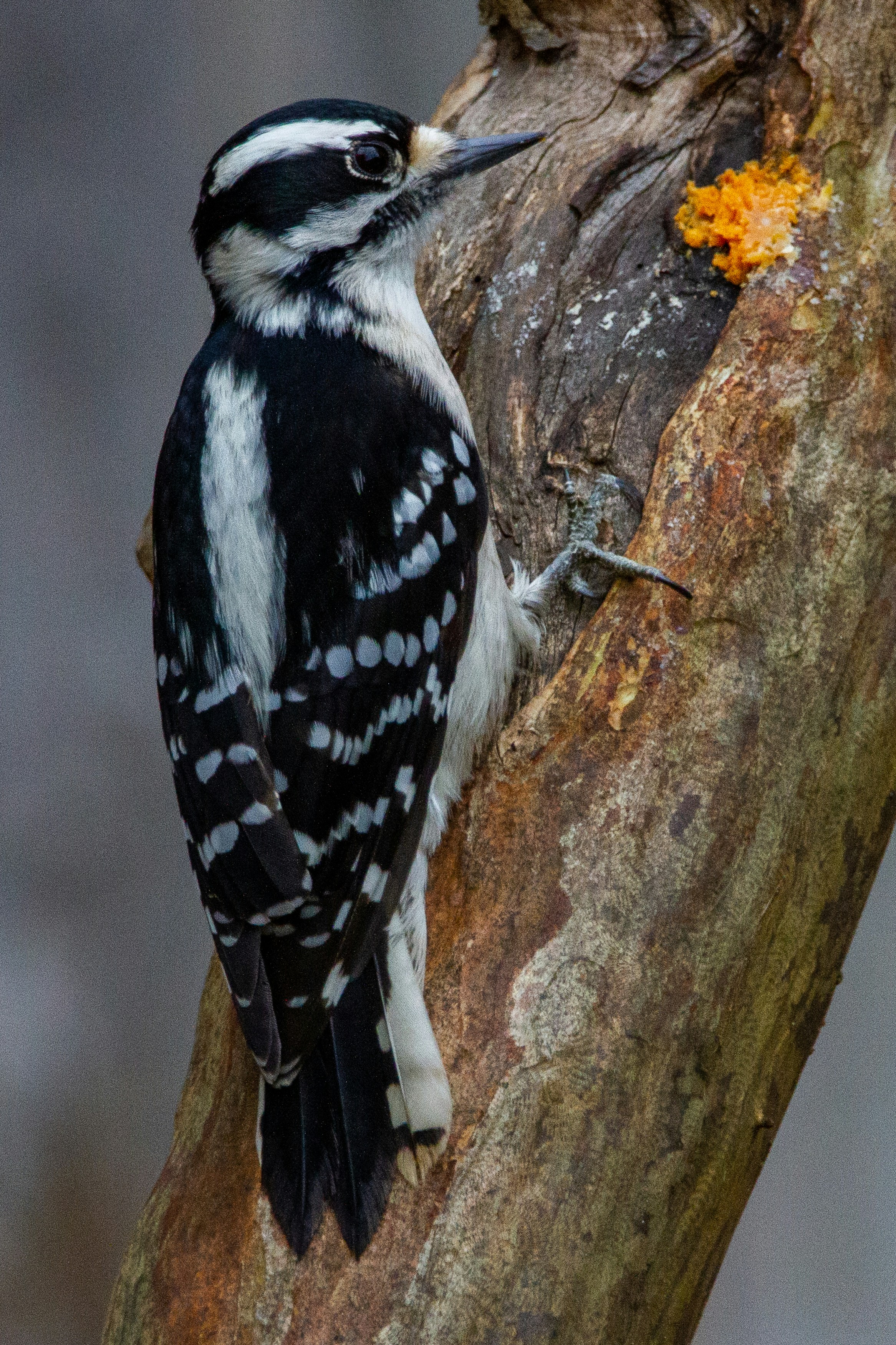 Clinging on Sunlit Bark: A Black-and-White Woodpecker in Focus