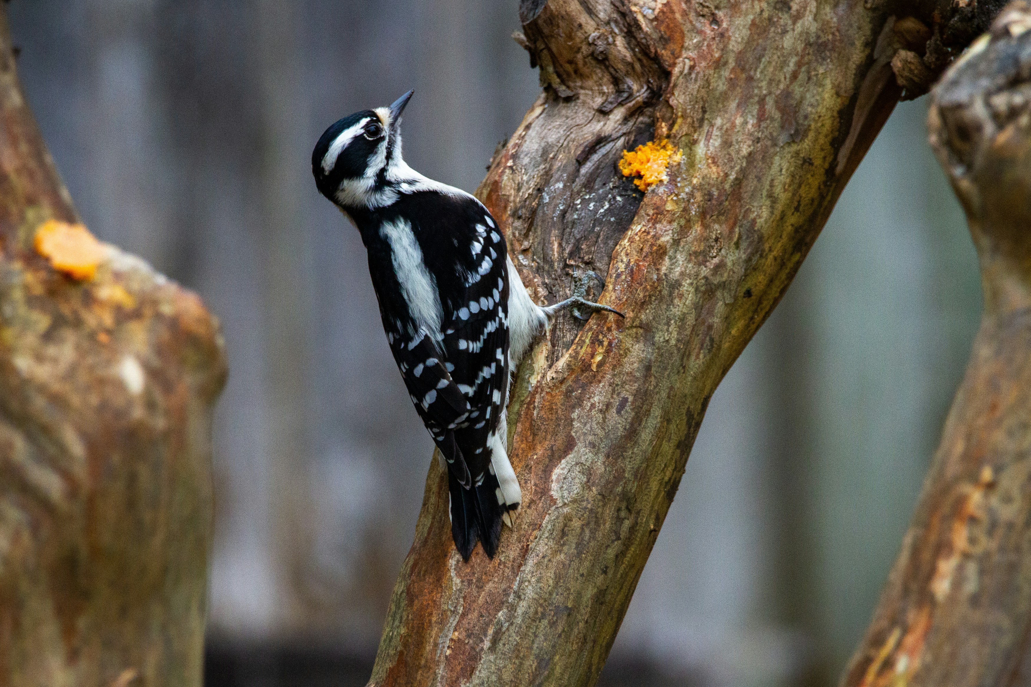 Great Spotted Woodpecker on Weathered Bark: A Sharp Cling