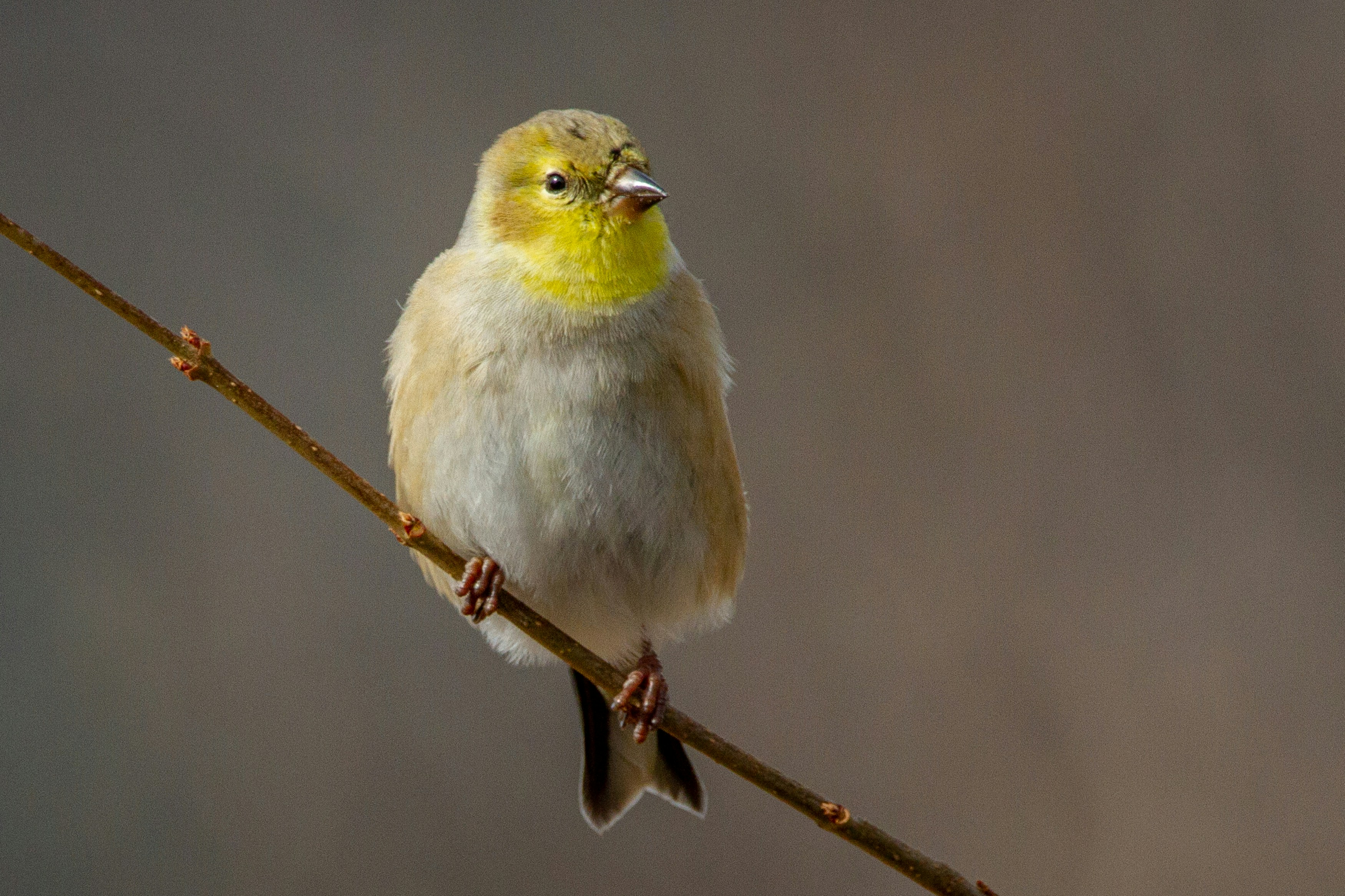 A small bird with a bright yellow head perches on a slender branch, surrounded by a softly blurred background that enhances its vibrant colors.
