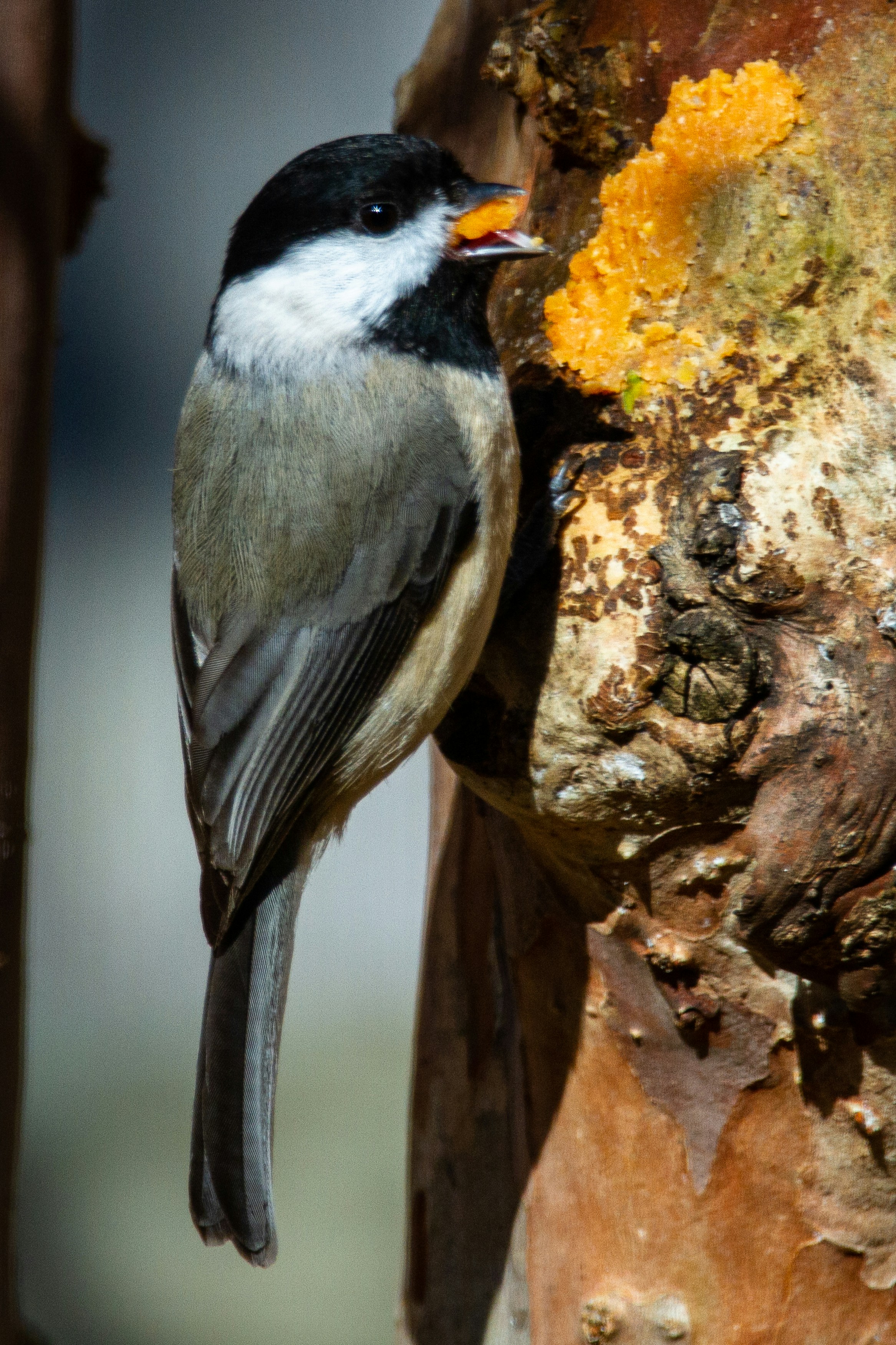 A Carolina chickadee eating some bark butter.