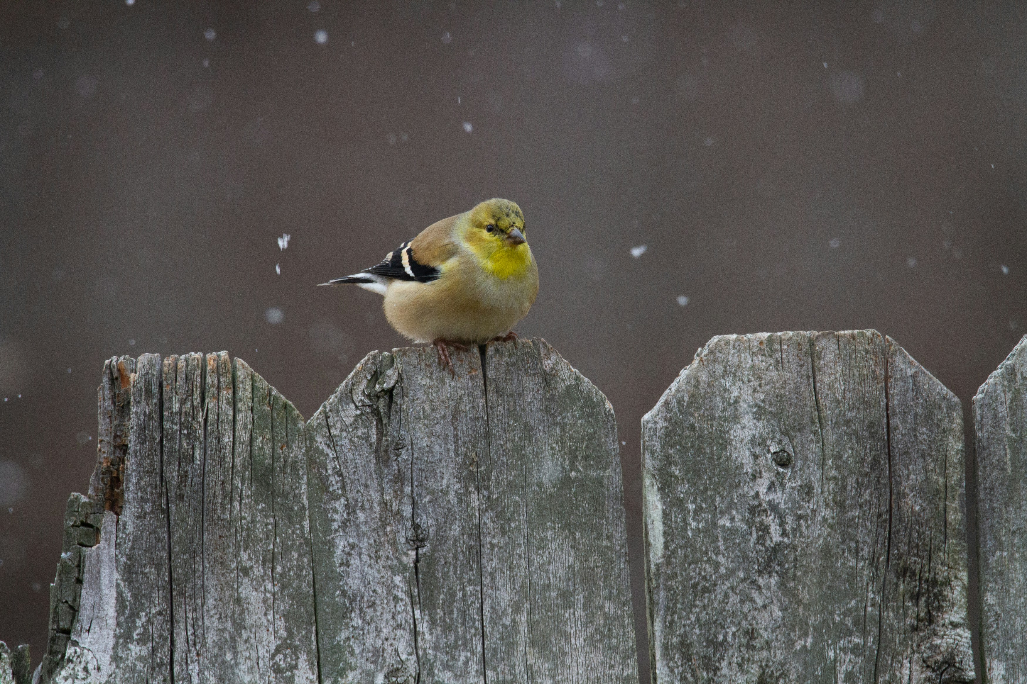 Goldfinch on a Frost-Kissed Picket: A Quiet Winter Moment