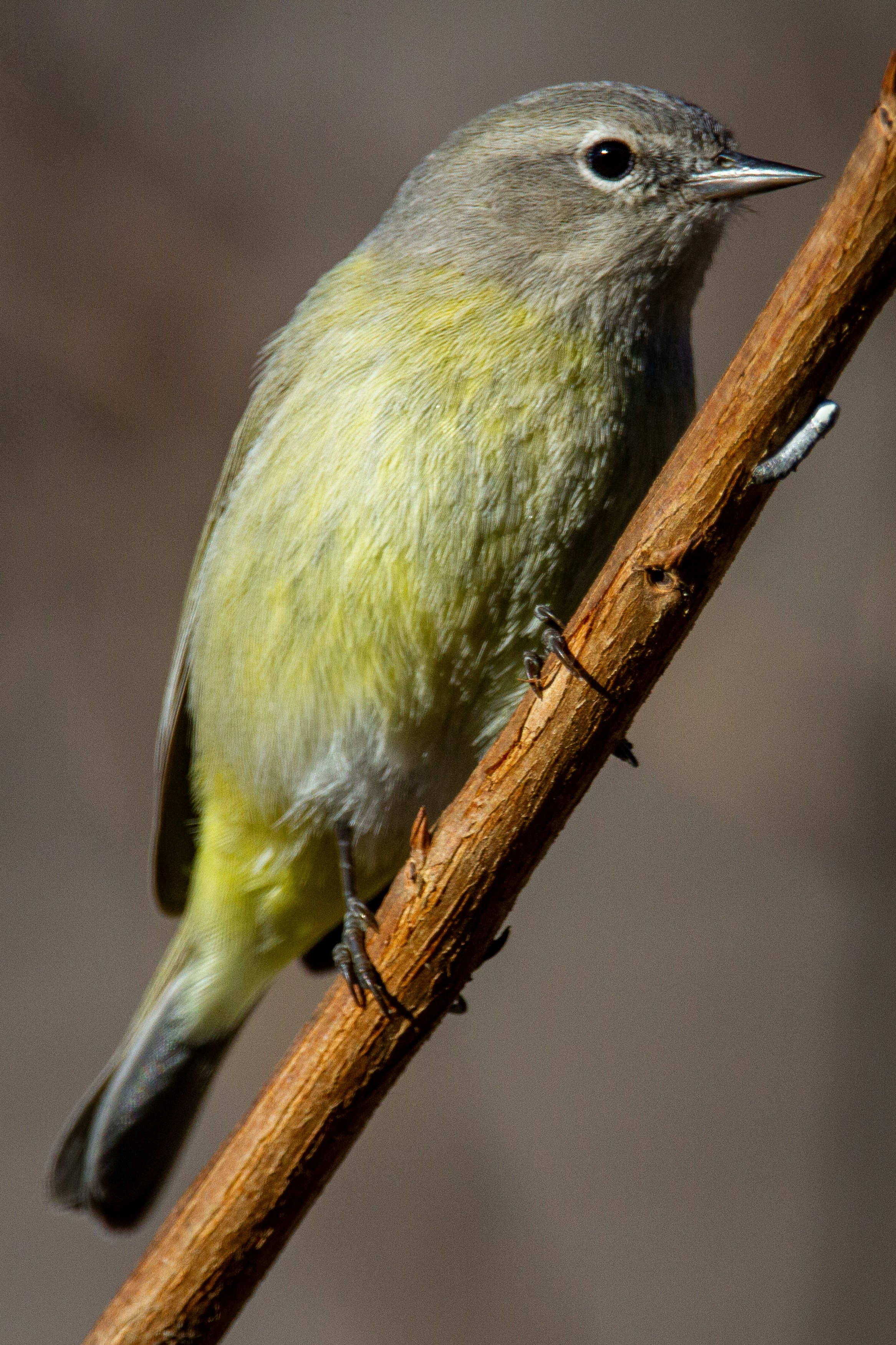 A small bird perched on a slender branch, showcasing its subtle green and gray plumage against a blurred background.