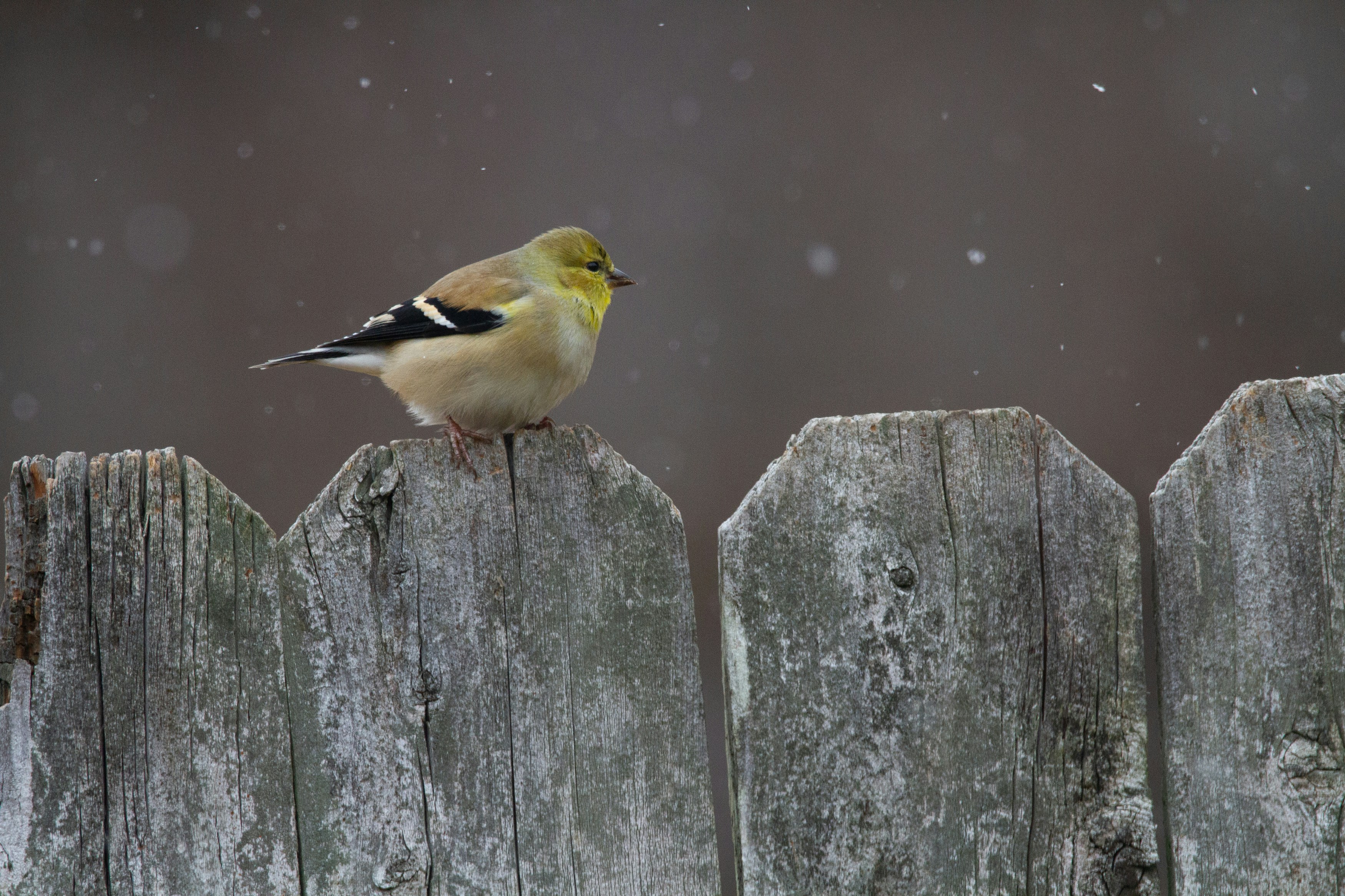 Winter's Chorus: Goldfinch on a Weathered Fence