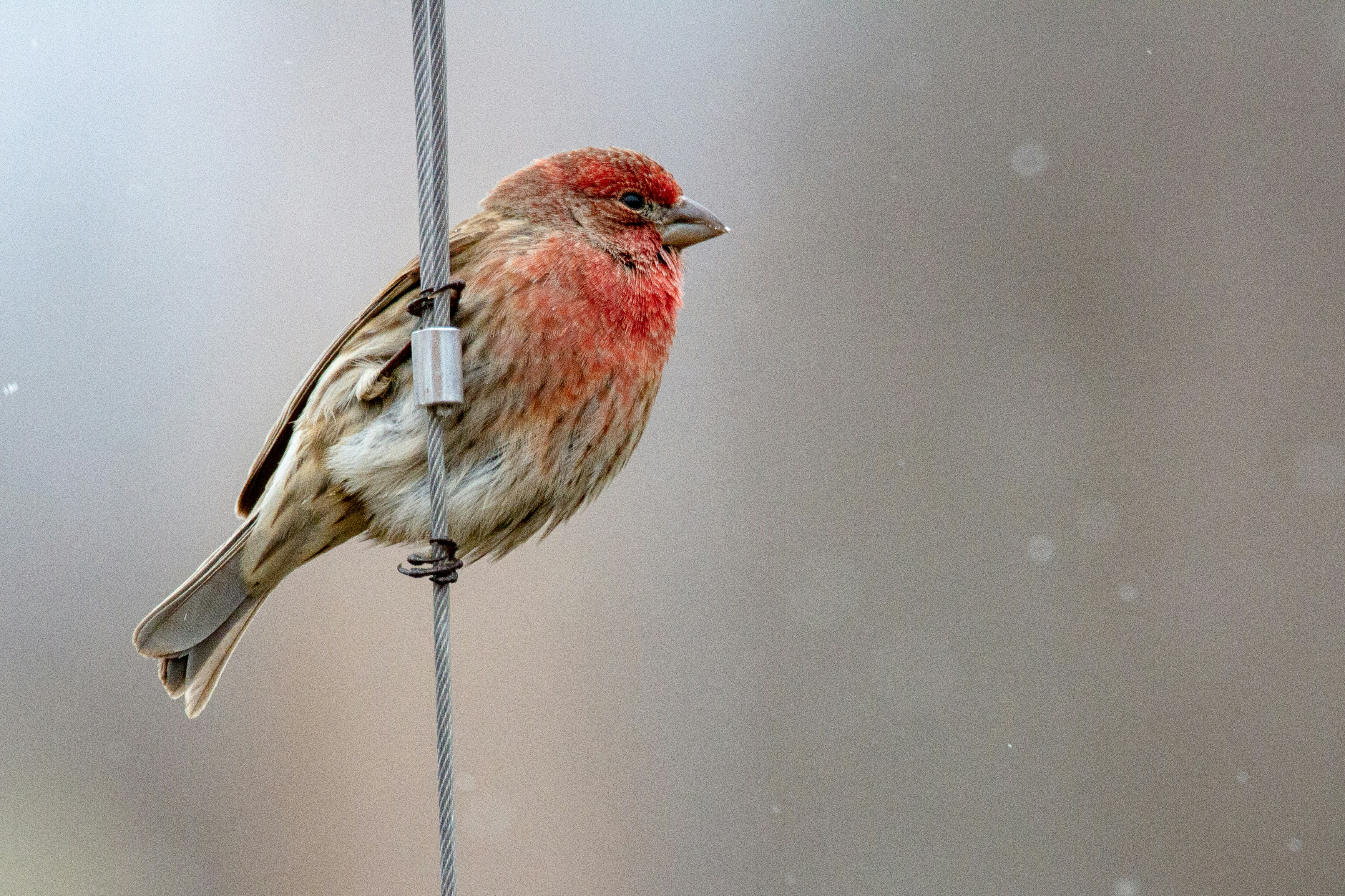 A house finch resting on a wire, showcasing its vibrant plumage against a soft, blurred background. Snowflakes gently fall around it.