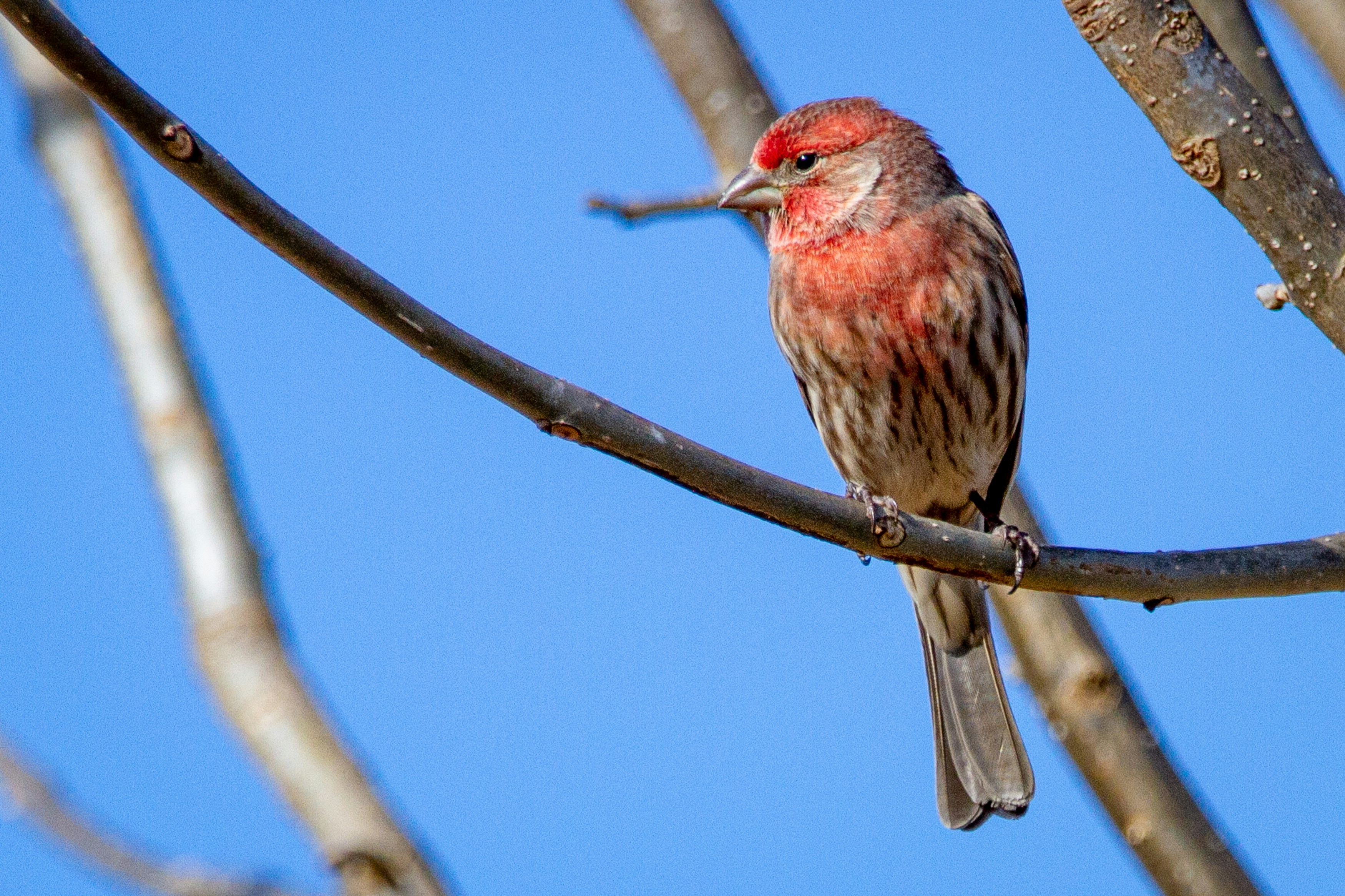 House finch perched on a slender branch against a clear blue sky.