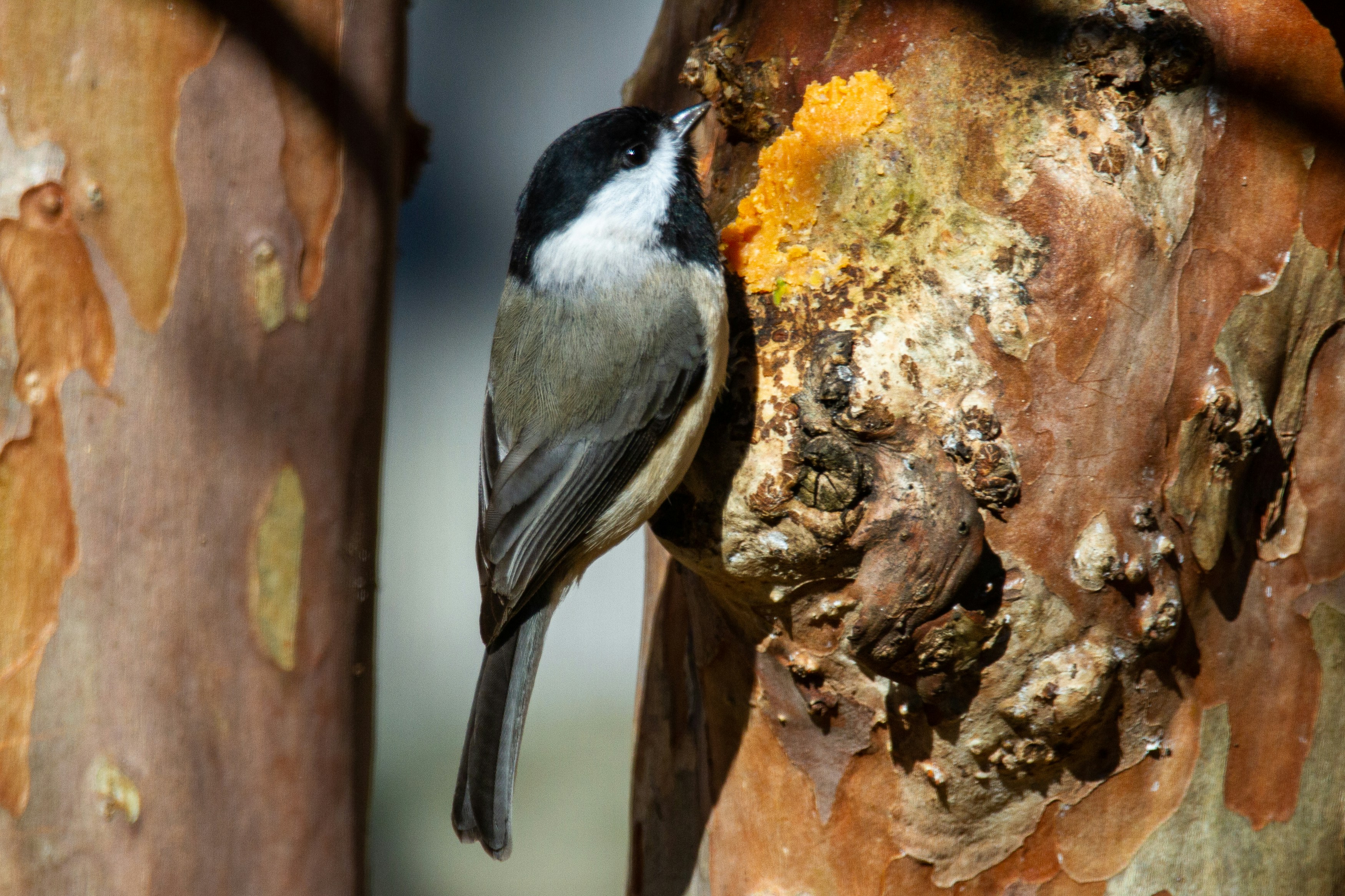 A woodpecker pecks at a tree trunk, revealing intricate textures of bark and wood beneath. The scene highlights the bird's detailed plumage and the vibrant colors of the tree.