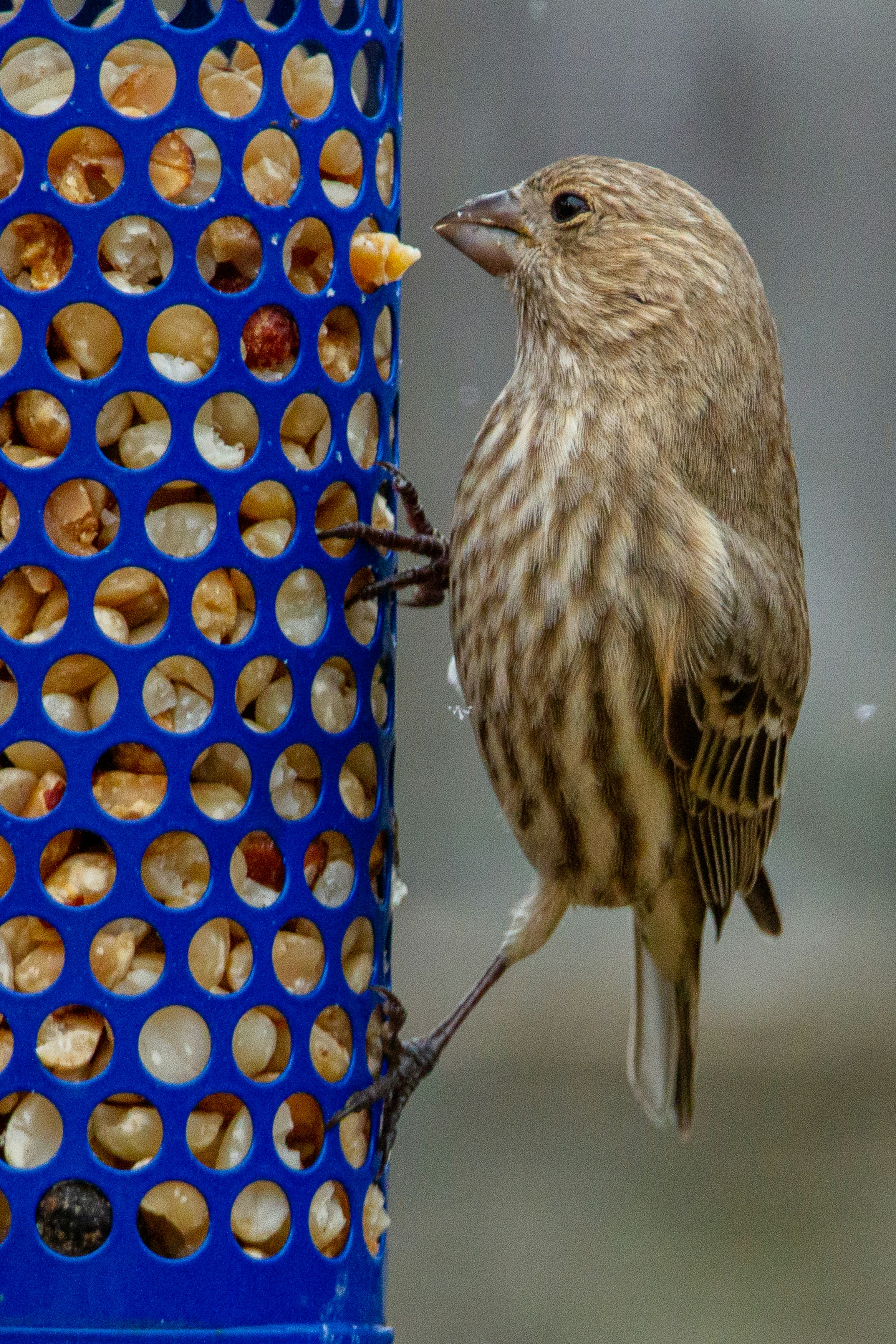 A small bird clings to a blue feeder filled with birdseed, showcasing its intricate plumage and attentive expression.
