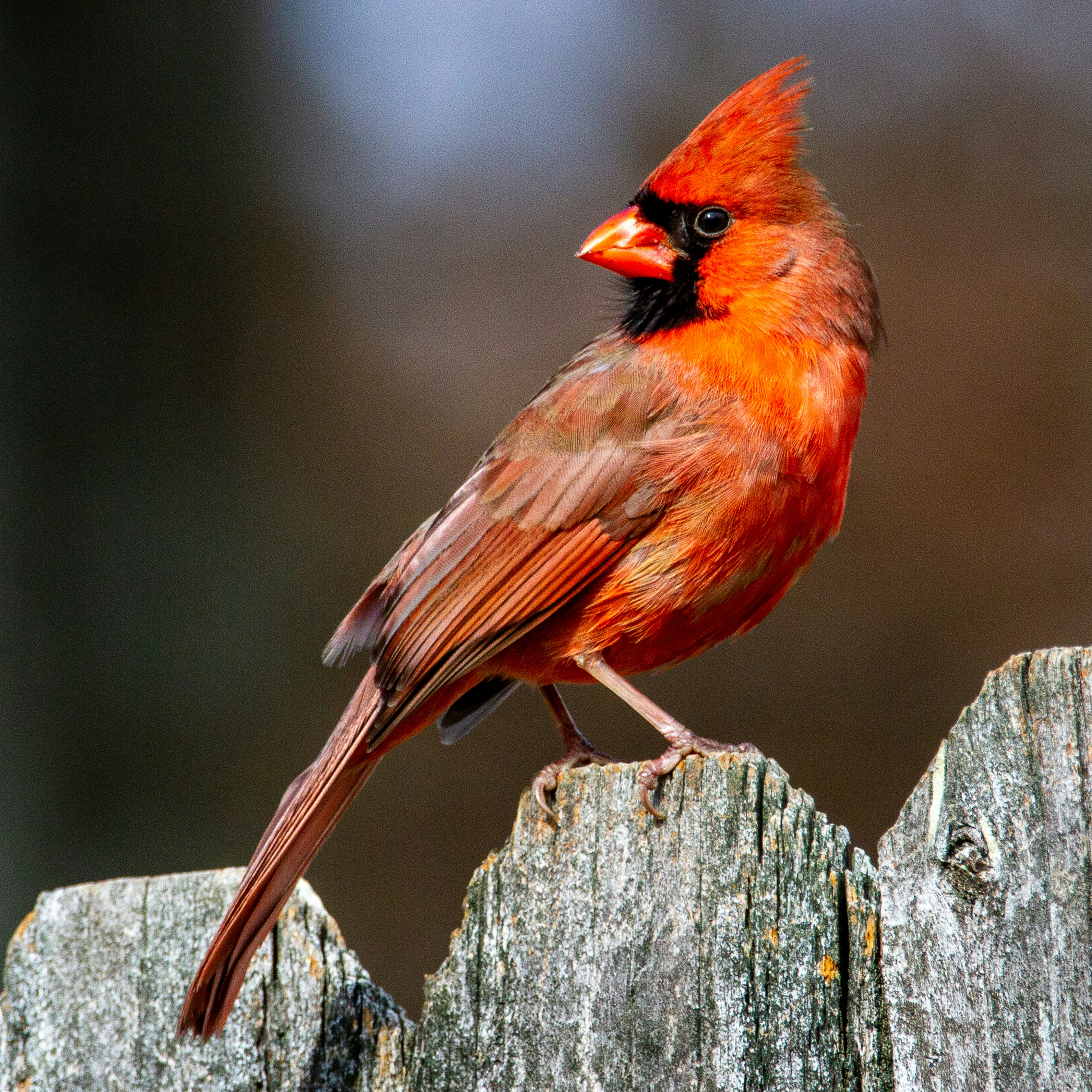 Vibrant male northern cardinal perched on a weathered wooden fence, showcasing vivid red plumage against a blurred background.
