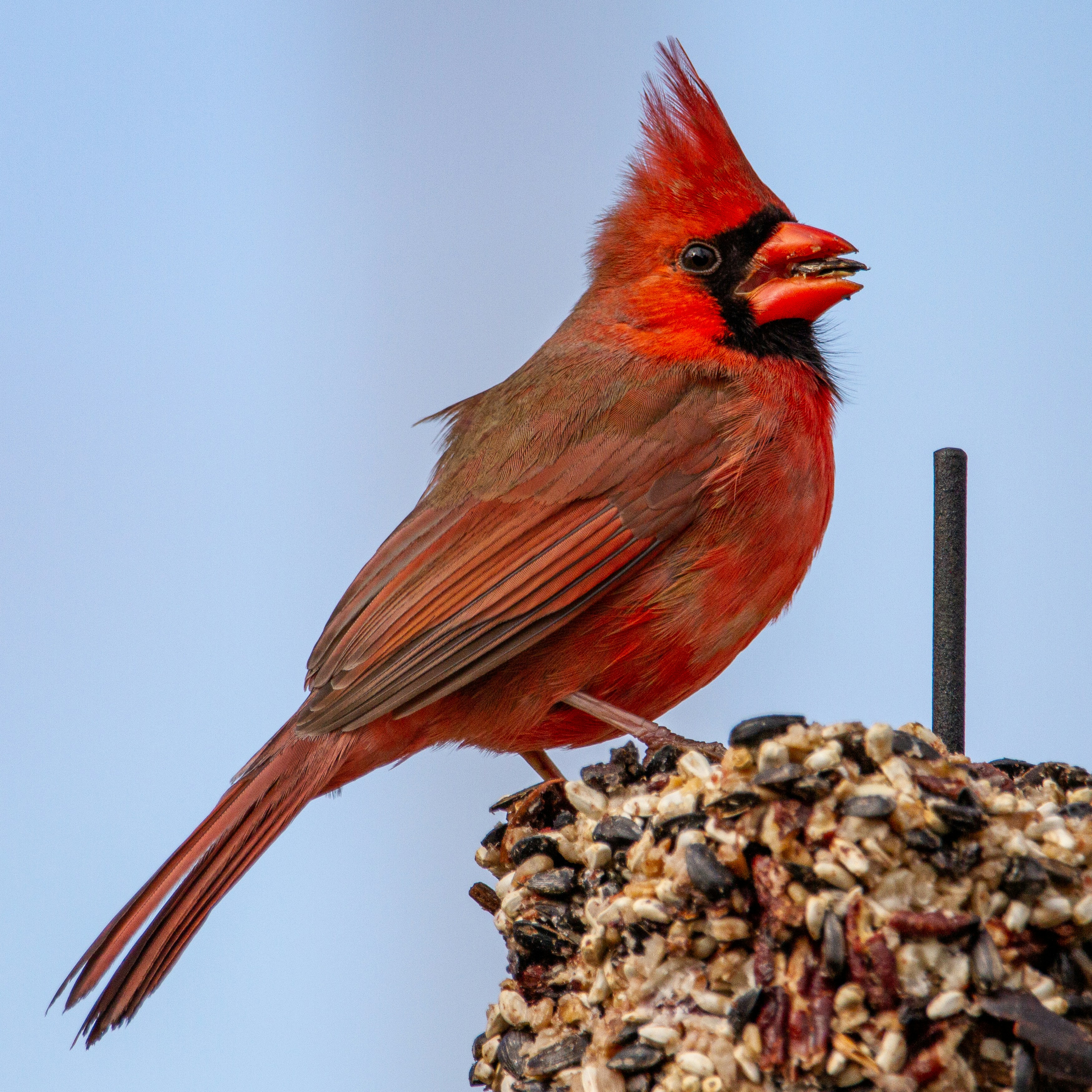 Crimson Cardinal at the Seed-Feeder: A Morning Song