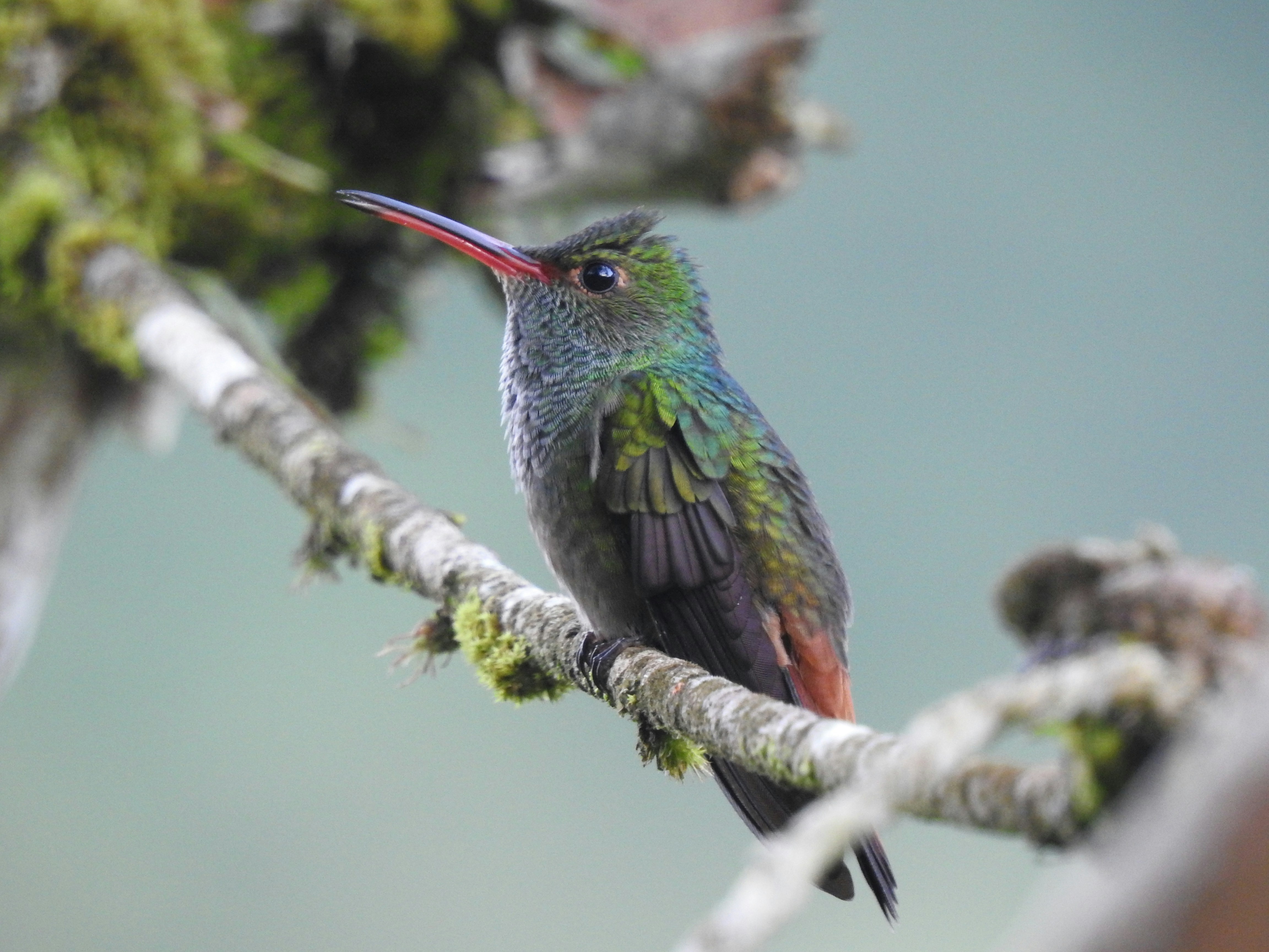 Emerald Hummer on a Mossy Ledge
