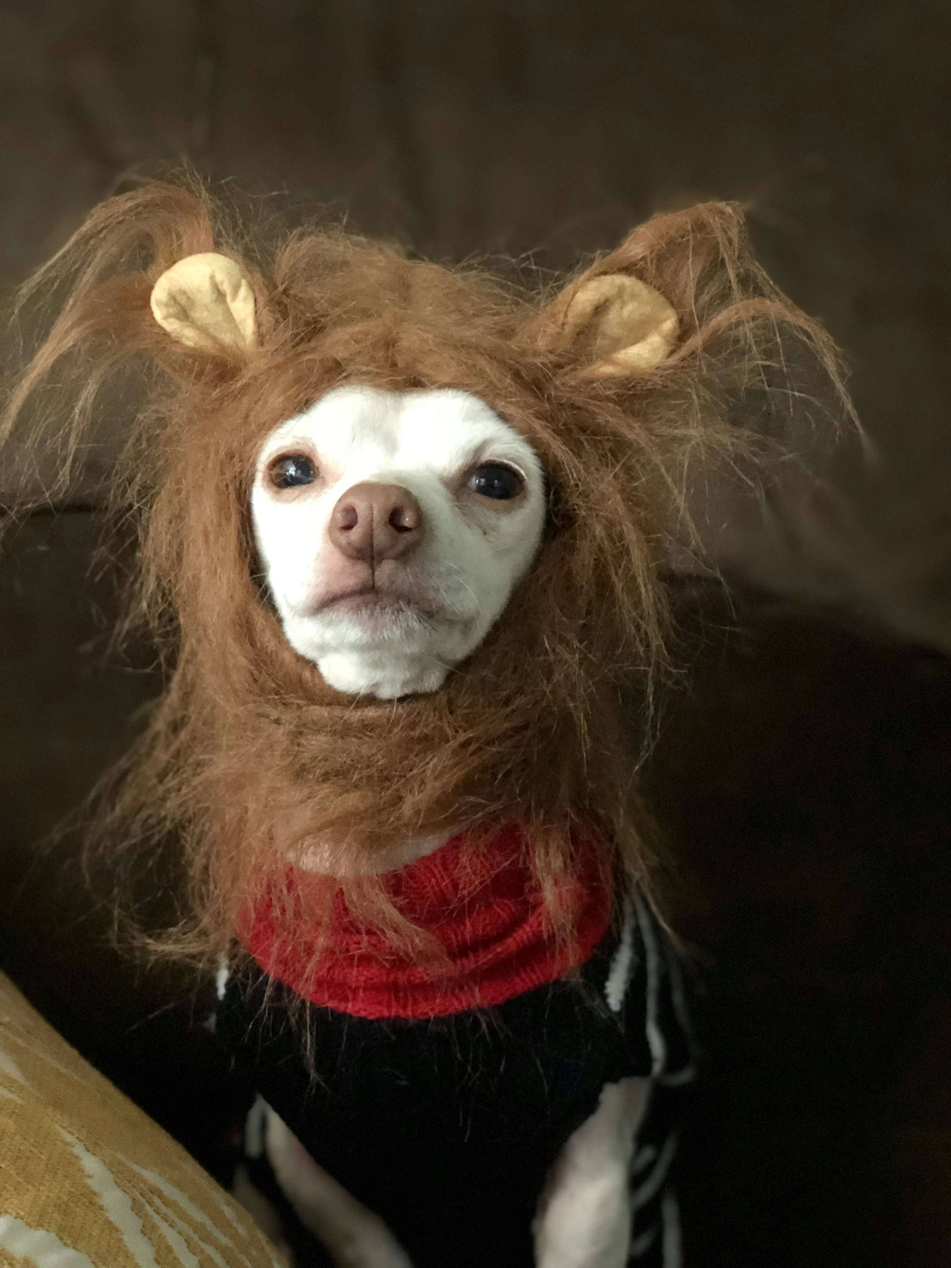 Lion mask, curious pup: a goofy close-up with a fluffy disguise
