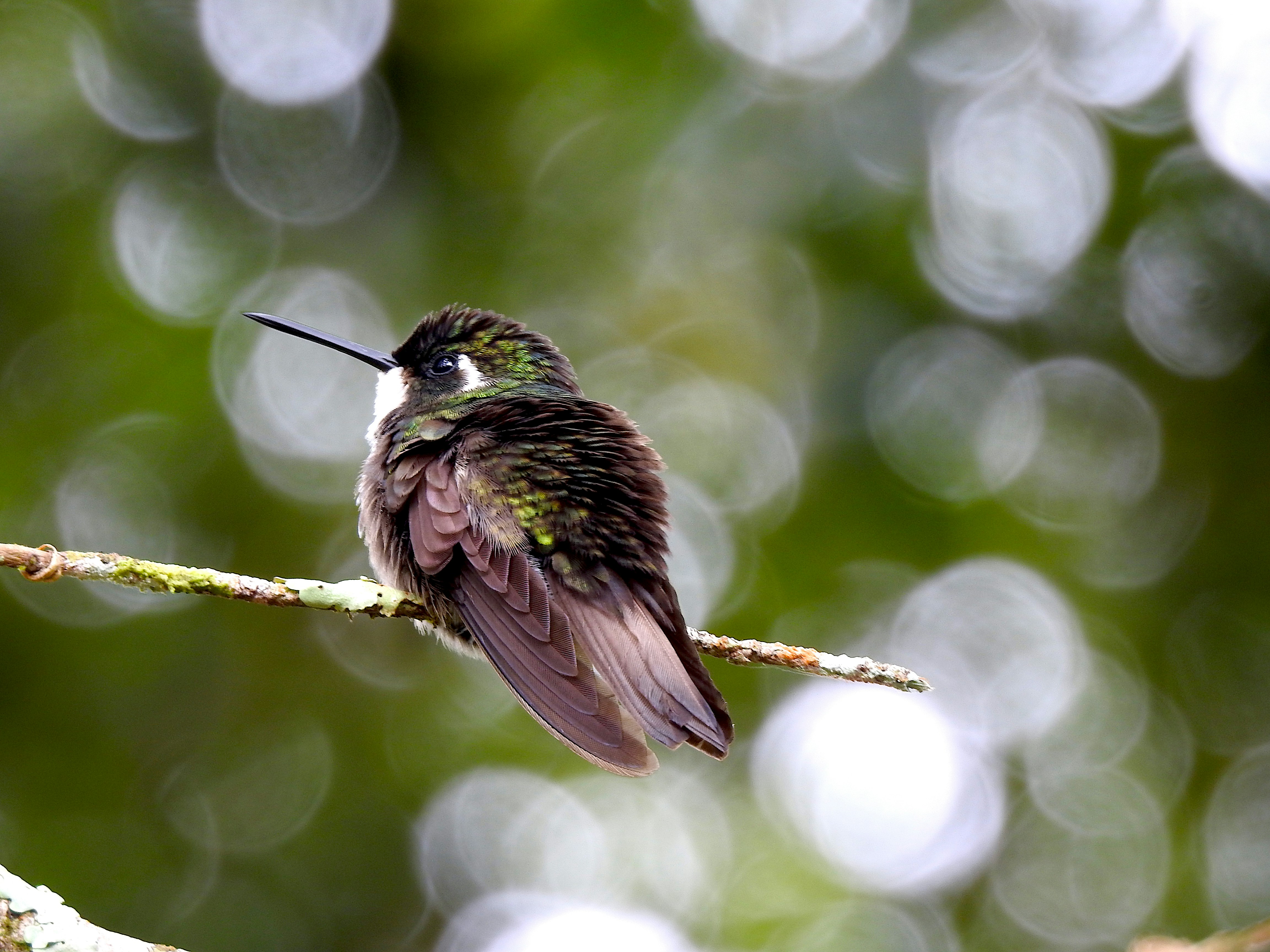 Foto Colibrí verde y marrón – Imagen Aves gratis en Unsplash
