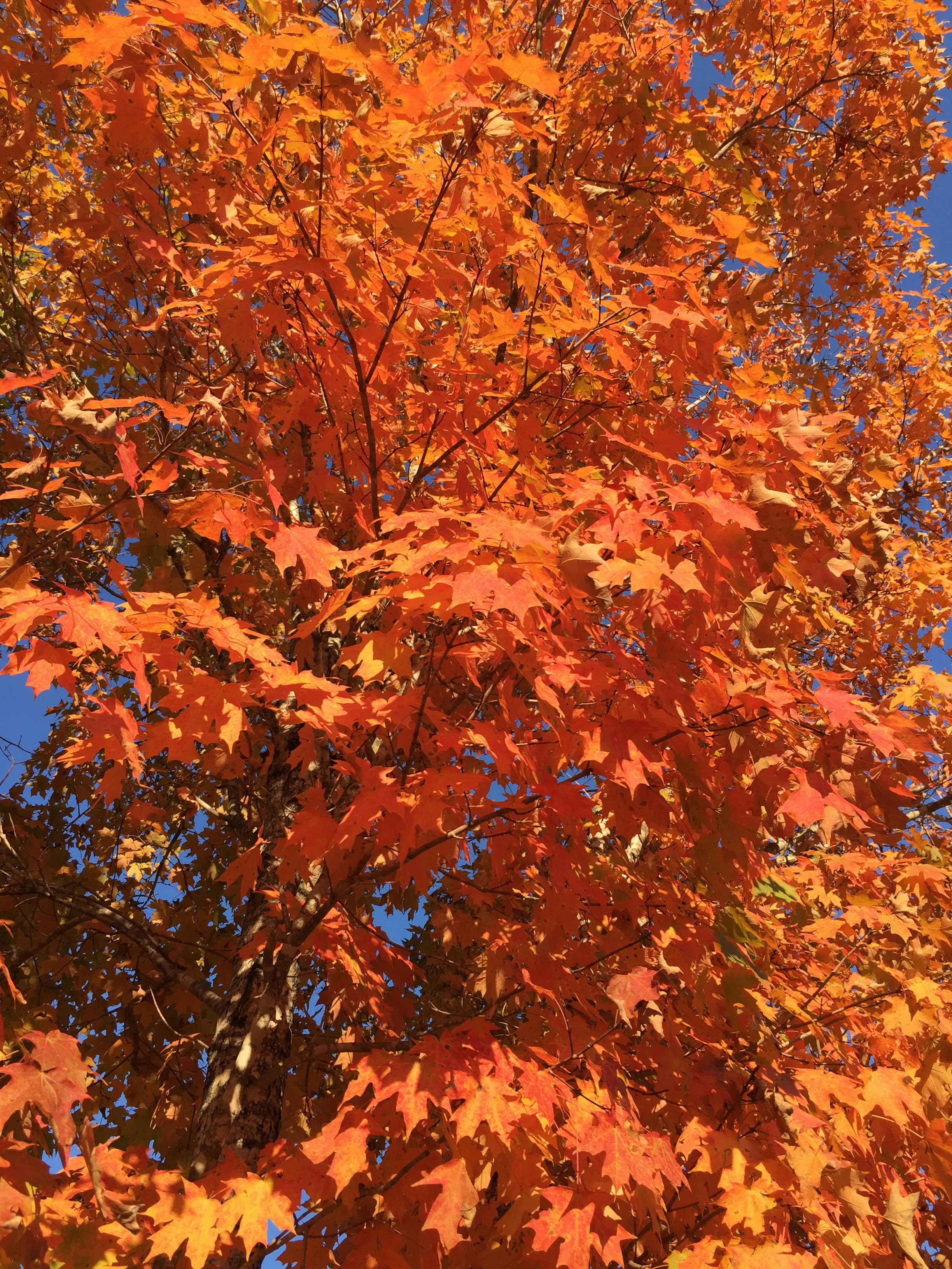 Orange leaves tree under blue sky during daytime photo – Free Leaf ...