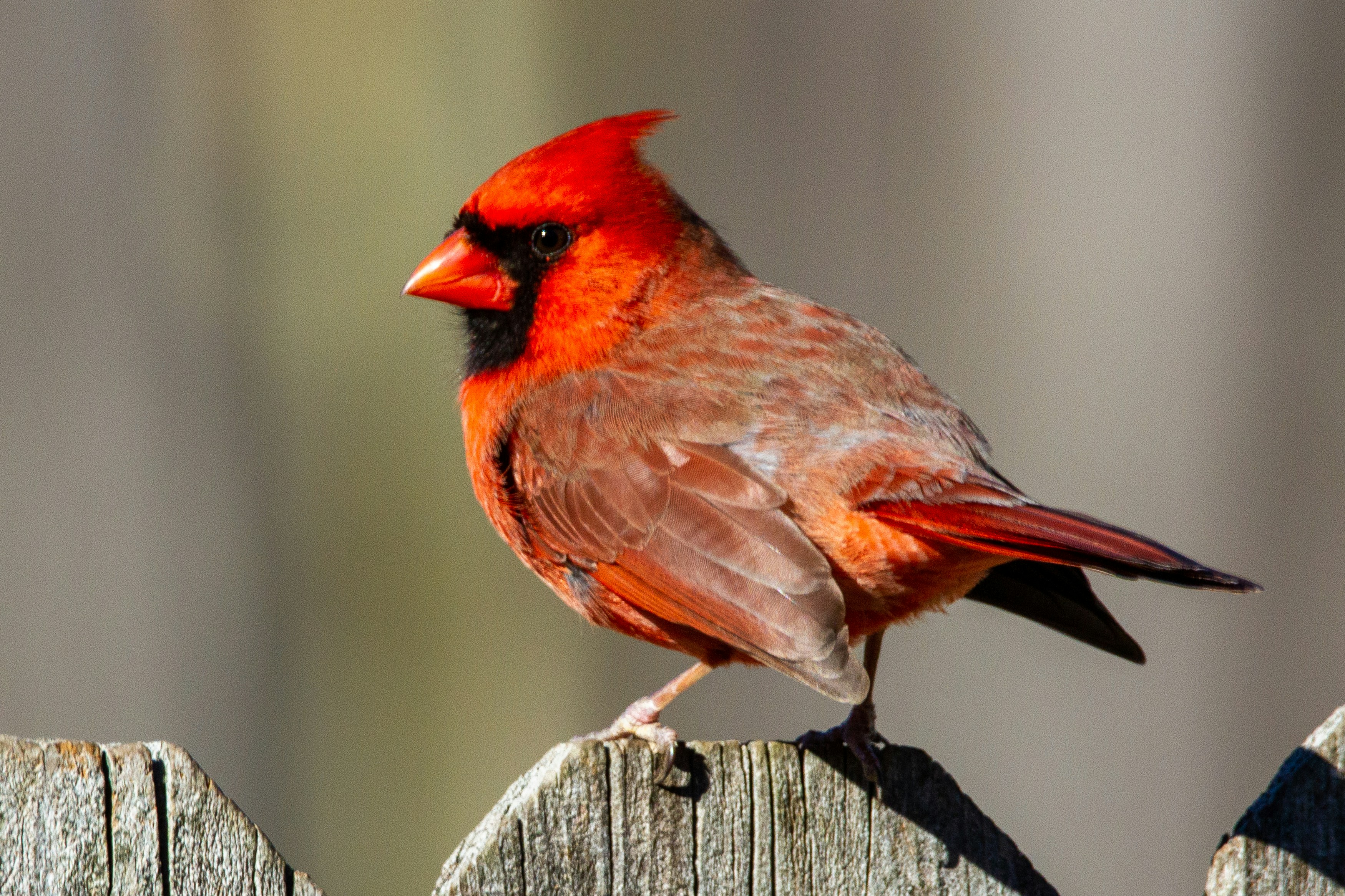 Vibrant male cardinal perched on a wooden fence, showcasing its striking plumage against a blurred background.