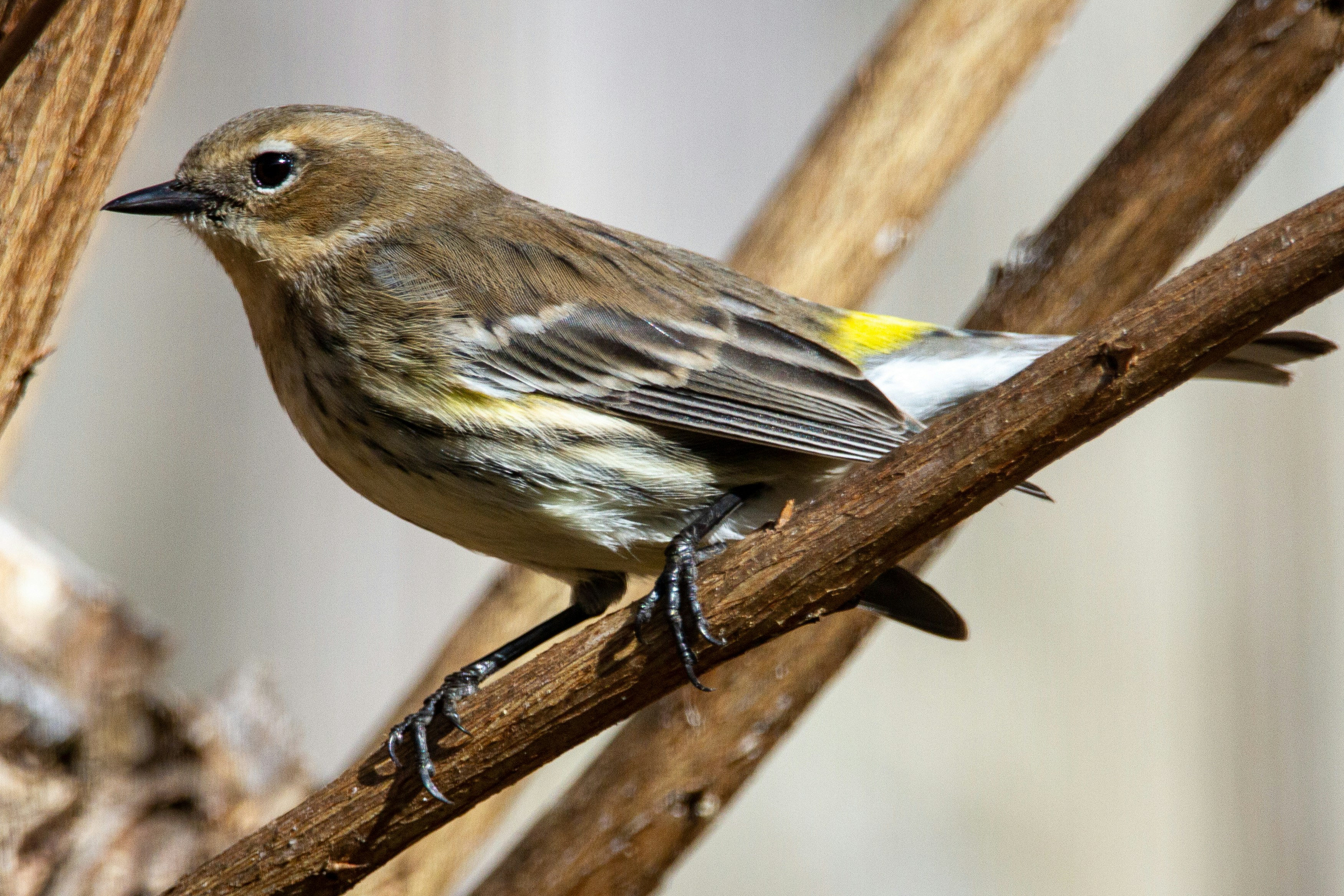 Brown and yellow bird on brown tree branch photo – Free Backyard Image ...