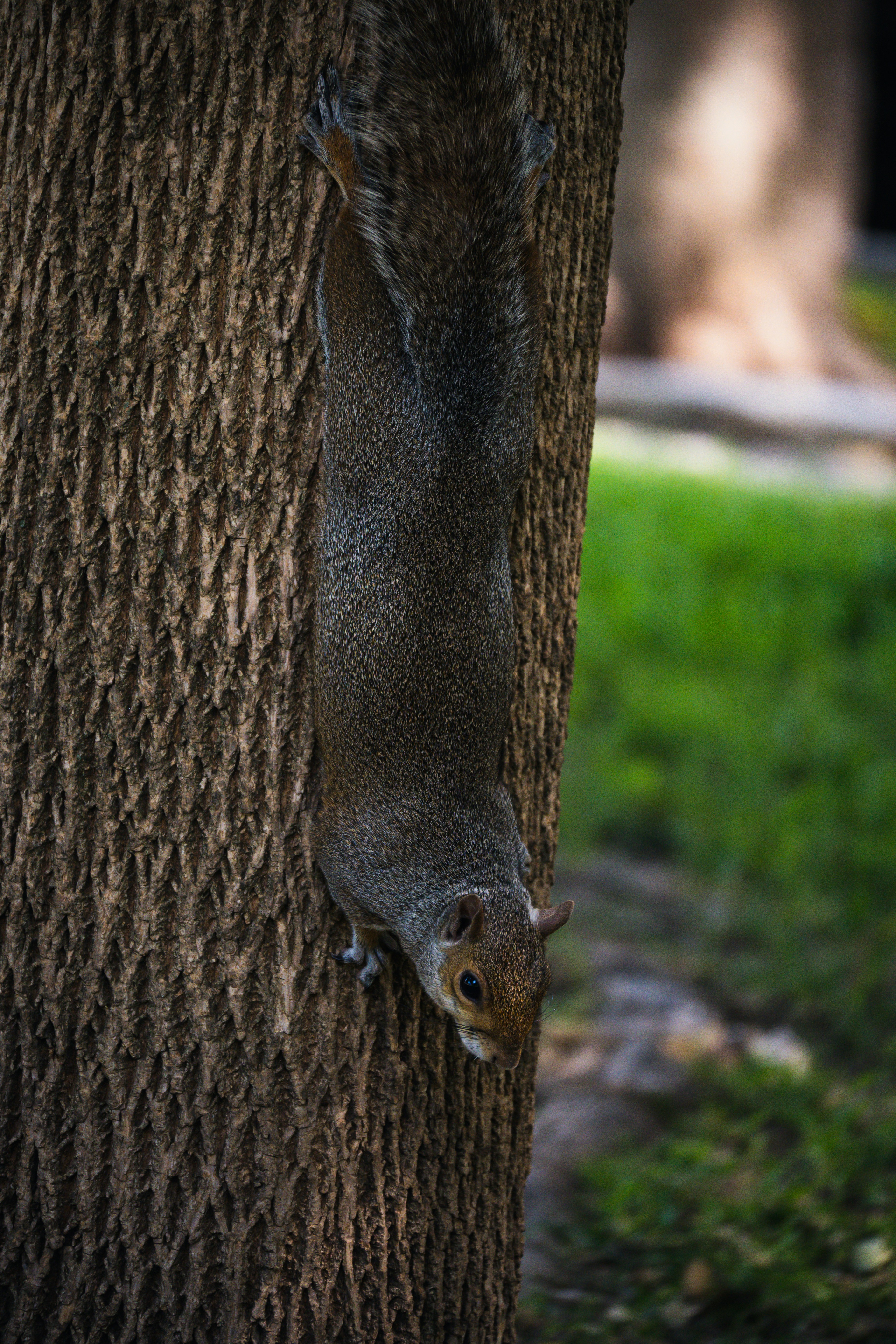 brown squirrel on brown tree trunk during daytime