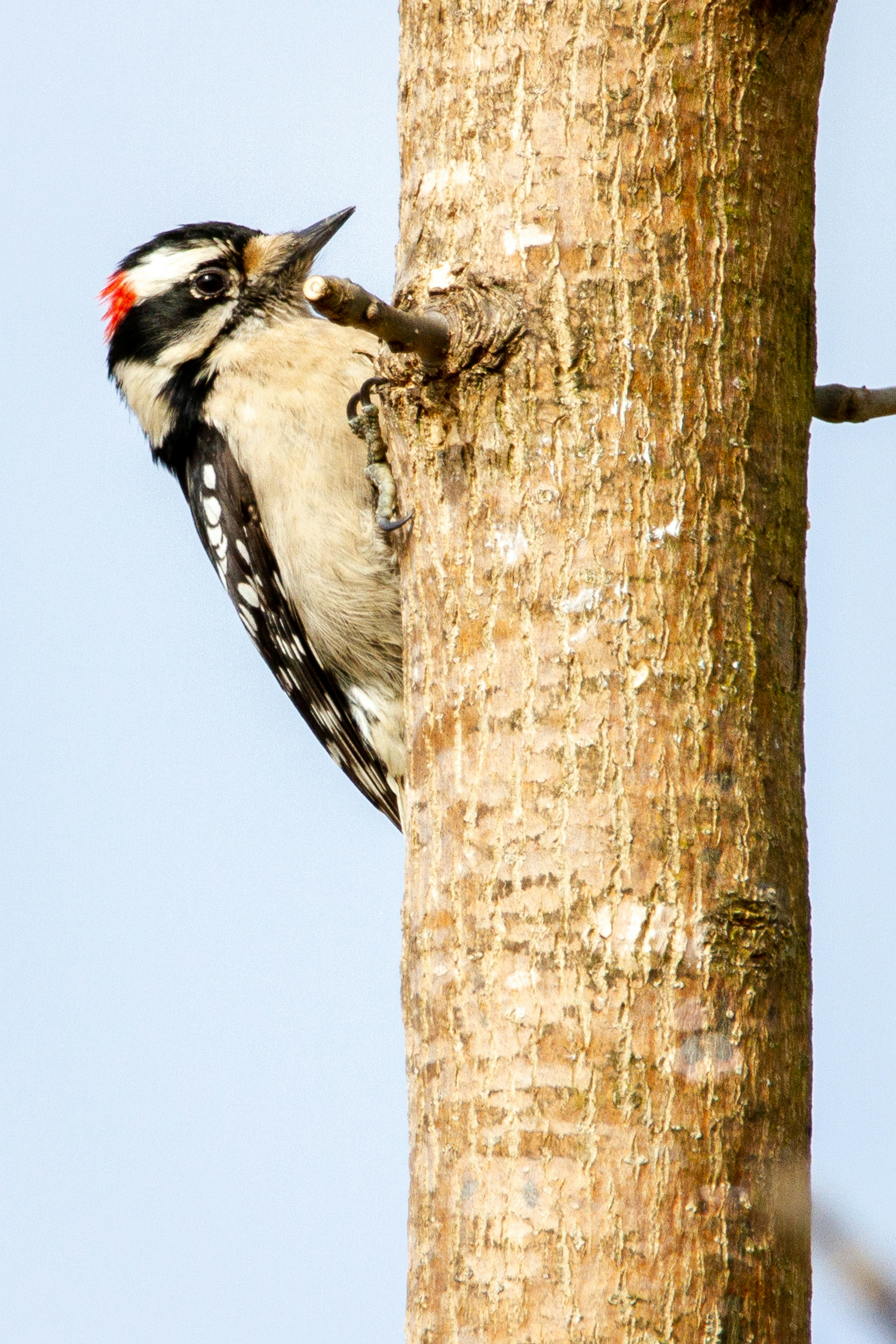 Woodpecker Clinging to Bark: A Bold Snapshot in Soft Morning Light