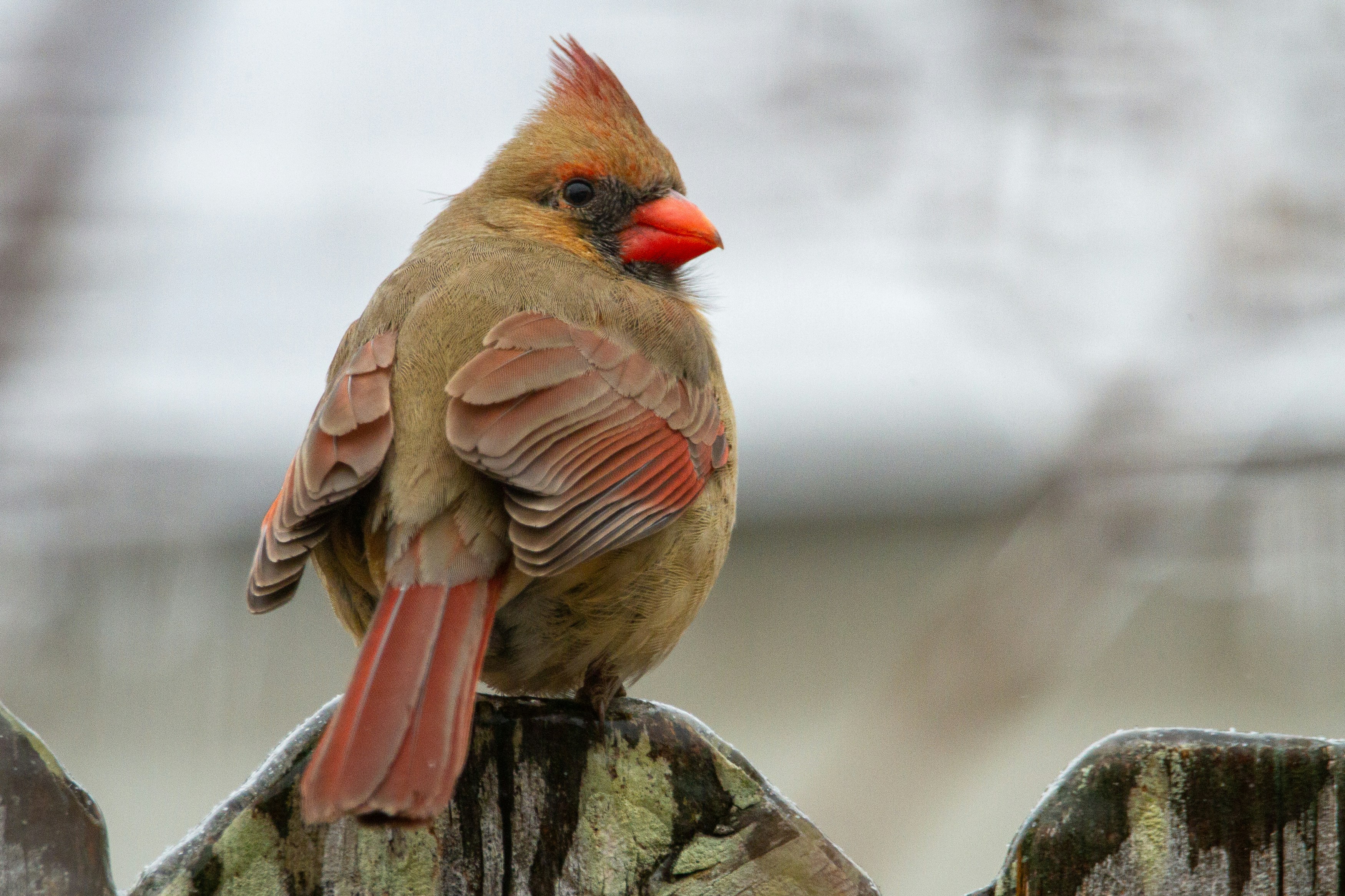 A female northern cardinal perched on an icy fence.