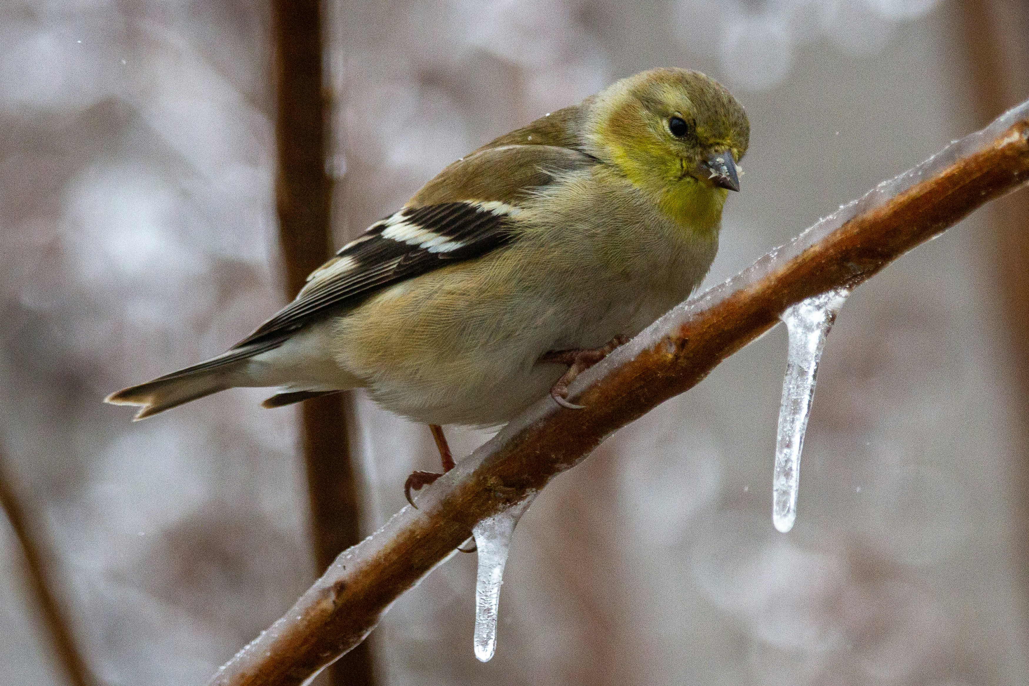 A goldfinch perched on a branch adorned with icicles, showcasing the delicate beauty of winter's chill.