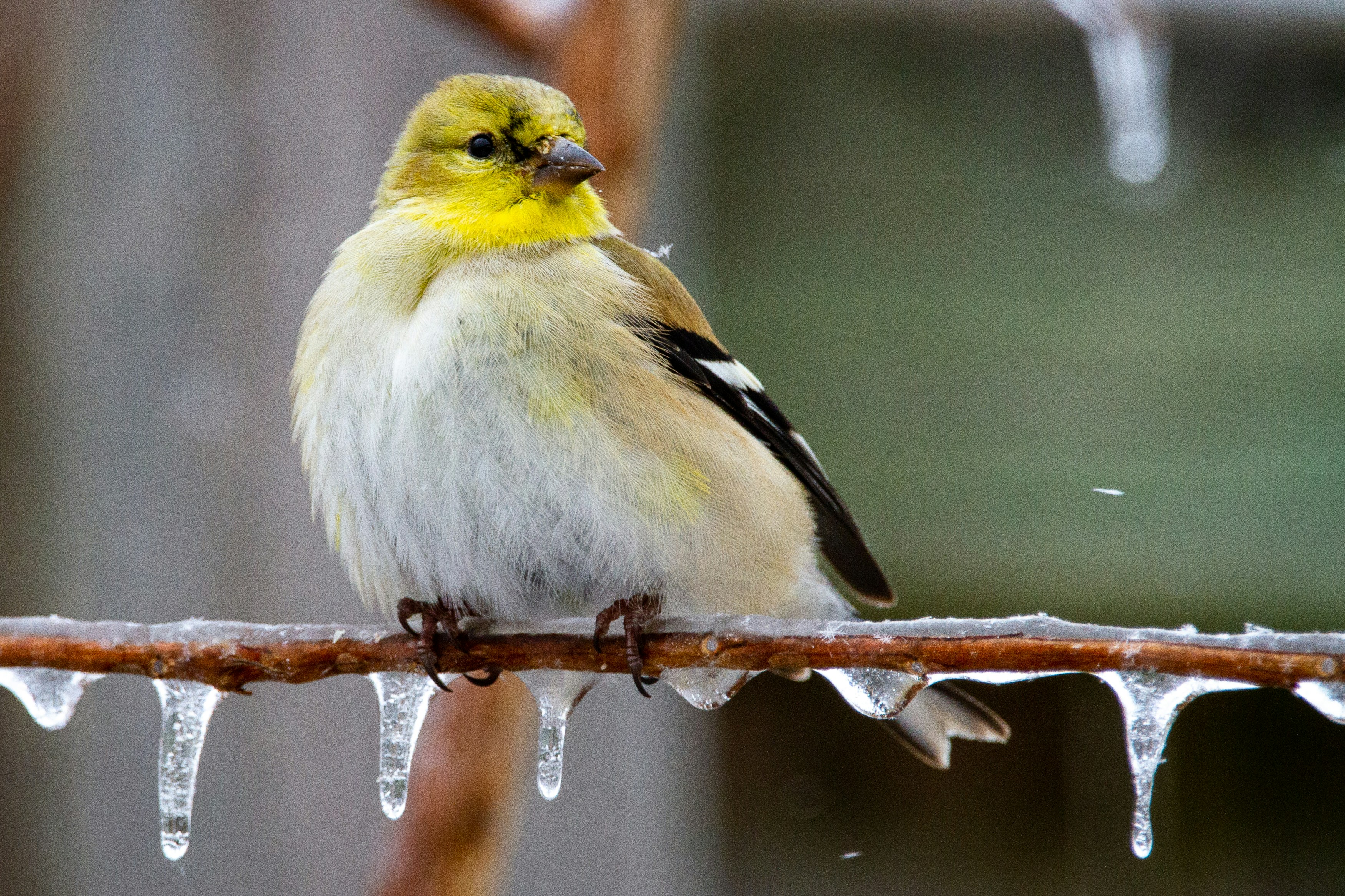 A vibrant yellow bird perched on a branch adorned with icicles, showcasing the stark contrast of winter's chill and nature's beauty.
