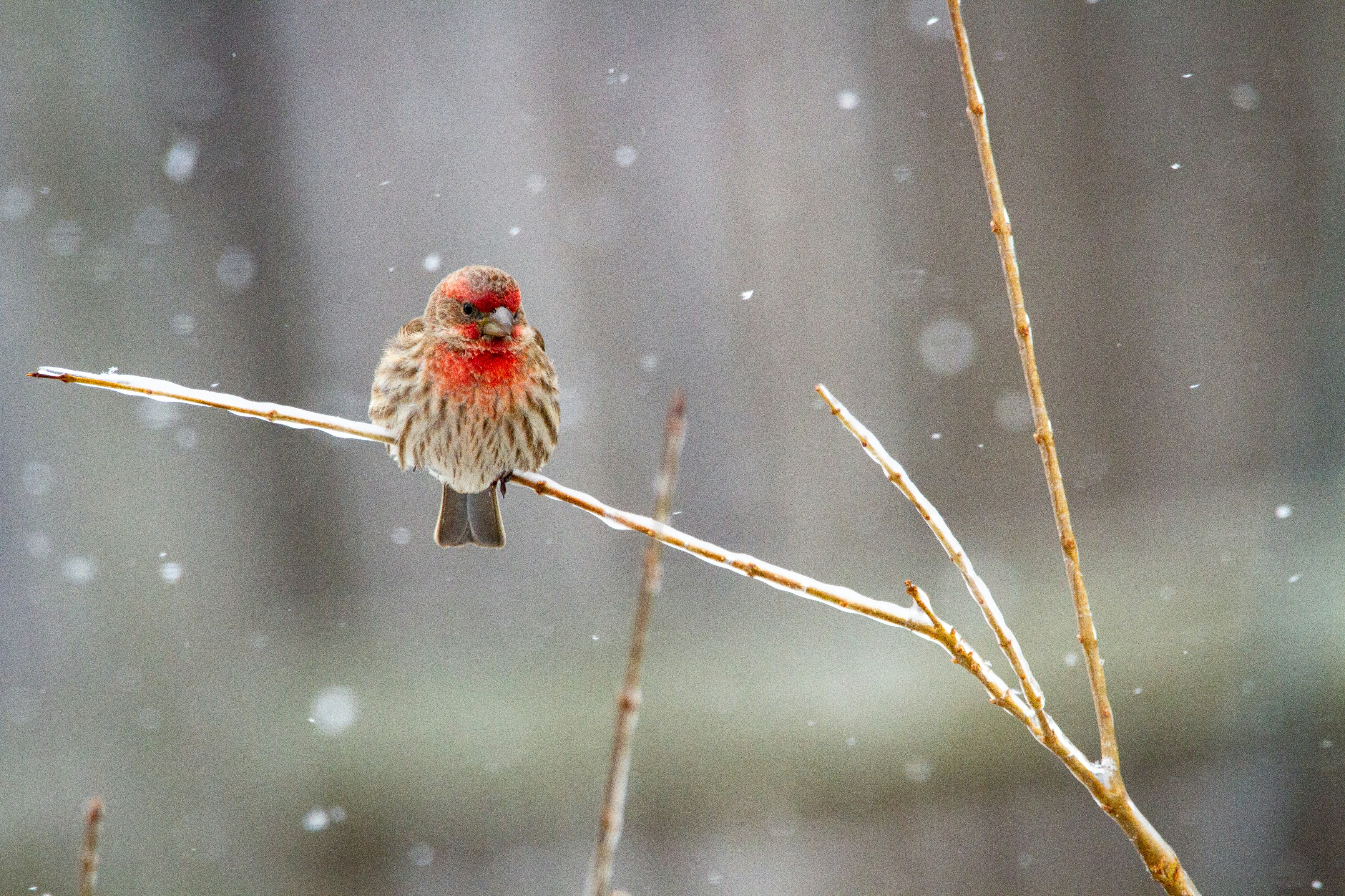 A vibrant finch perched on a slender branch amidst falling snowflakes, showcasing its striking red plumage in a serene winter setting.