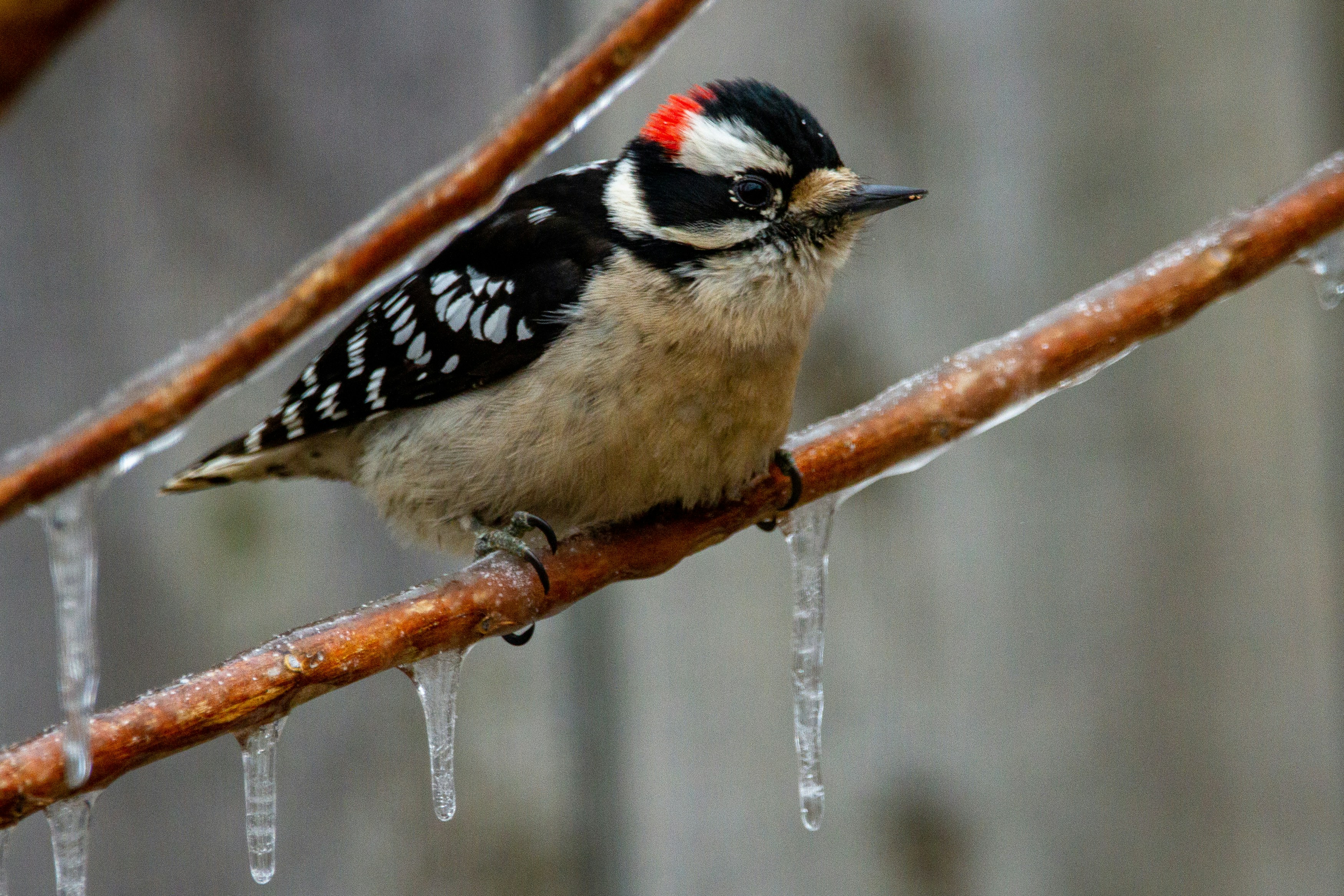 Red-capped Woodpecker perches on icy branch with hanging icicles