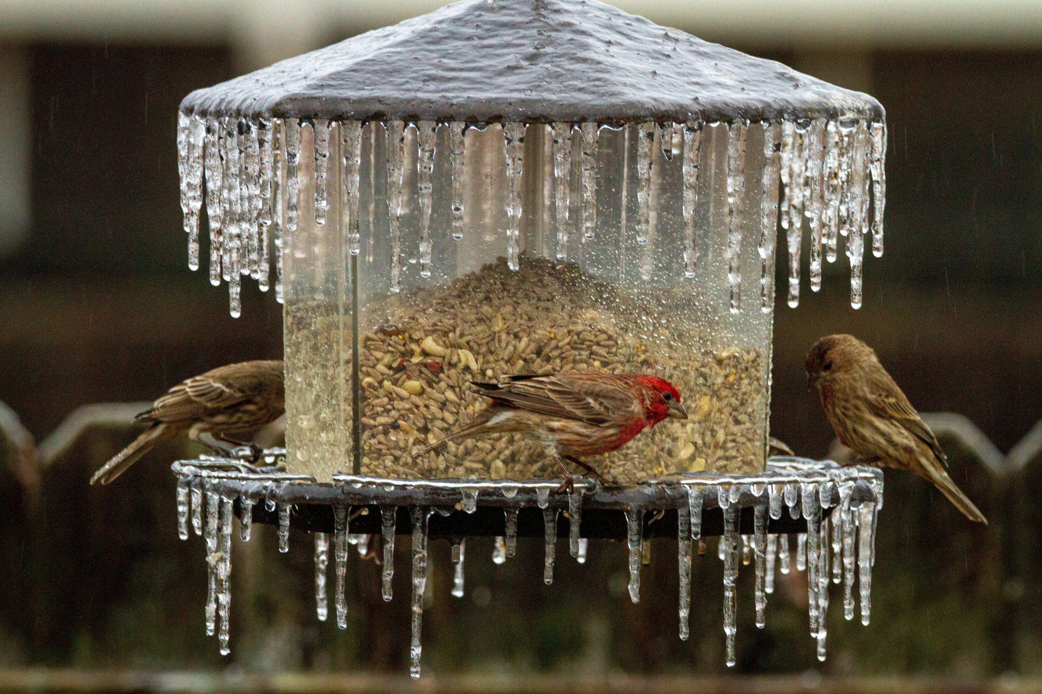 Birds feeding at an ice-encrusted bird feeder, surrounded by glistening icicles. The scene captures the resilience of wildlife in harsh winter conditions.