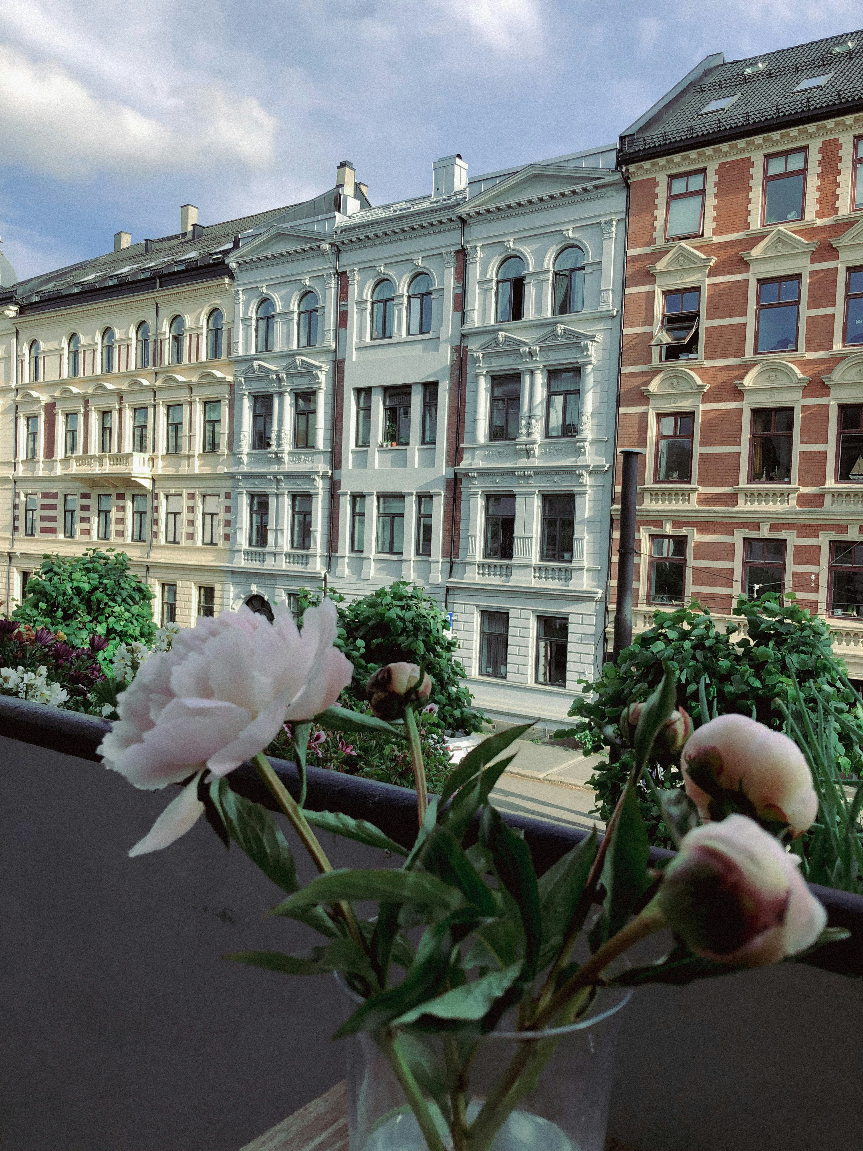 white flowers in front of brown and white concrete building