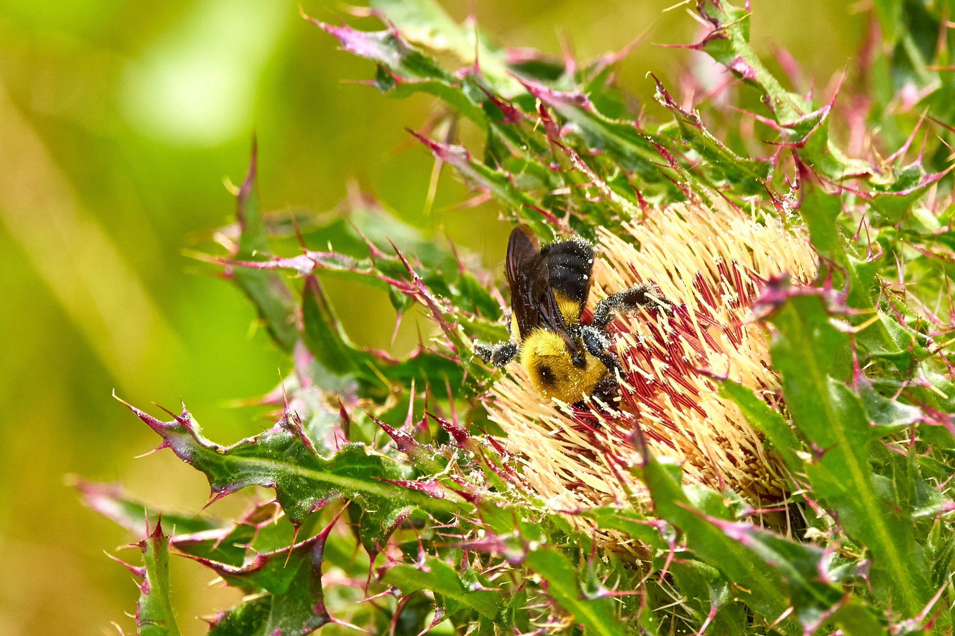 Buzz on the Spiny Crown: Bumblebee Among Thistle Spurs