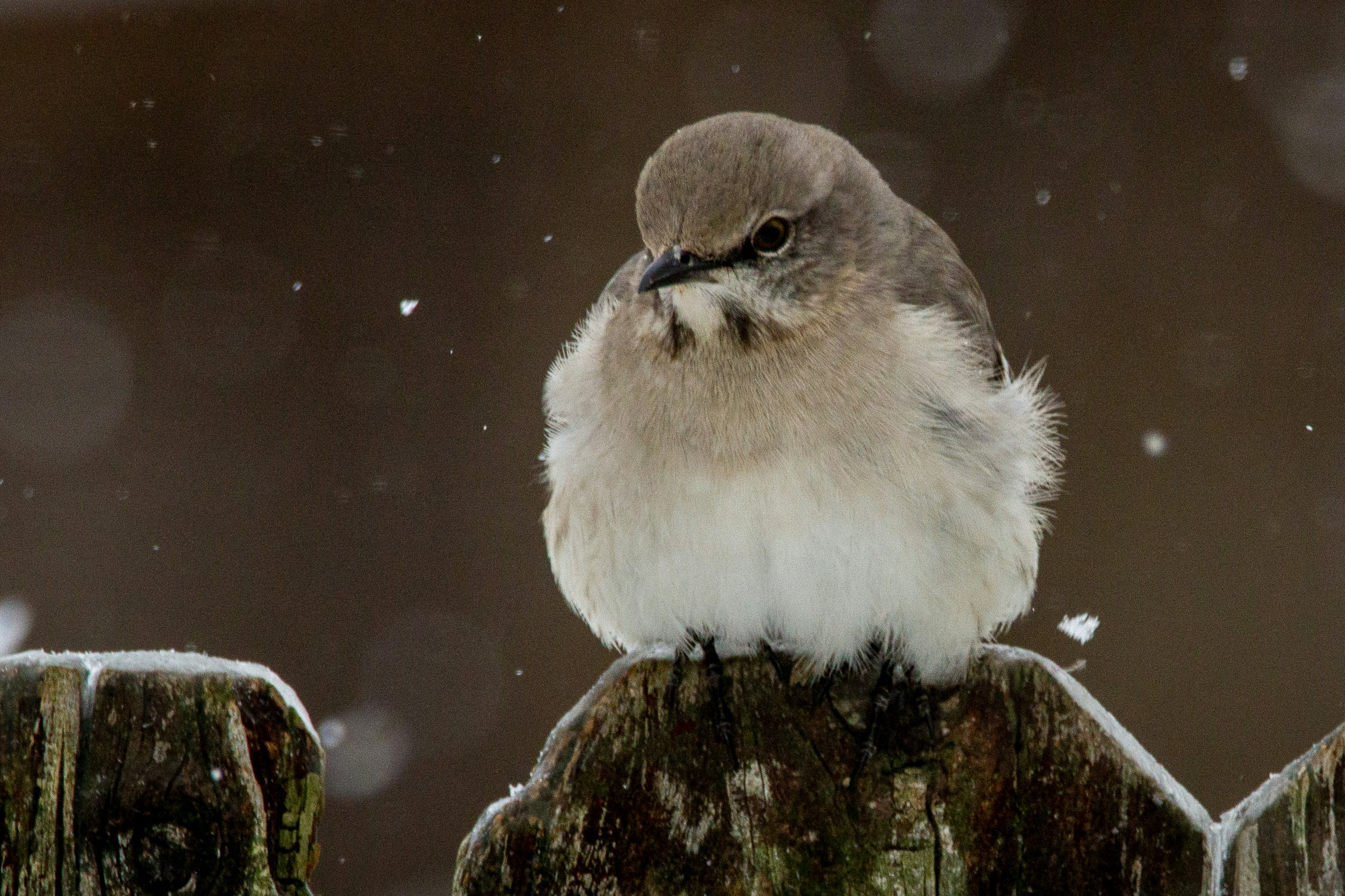 A northern mockingbird perched on an icy fence.