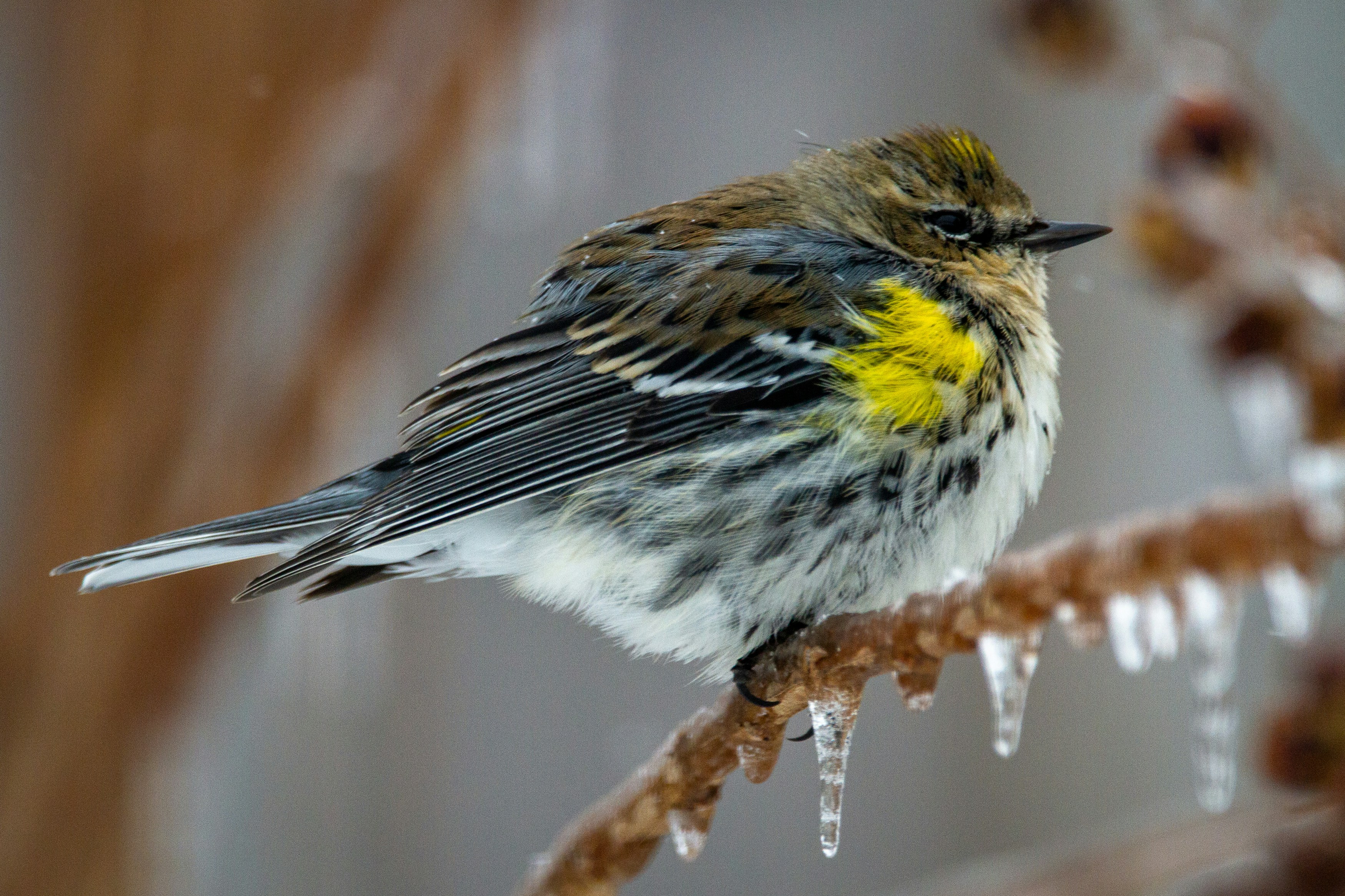 Winter Ember on Ice: Yellow-Throated Warbler Perches on a Frosted Twig
