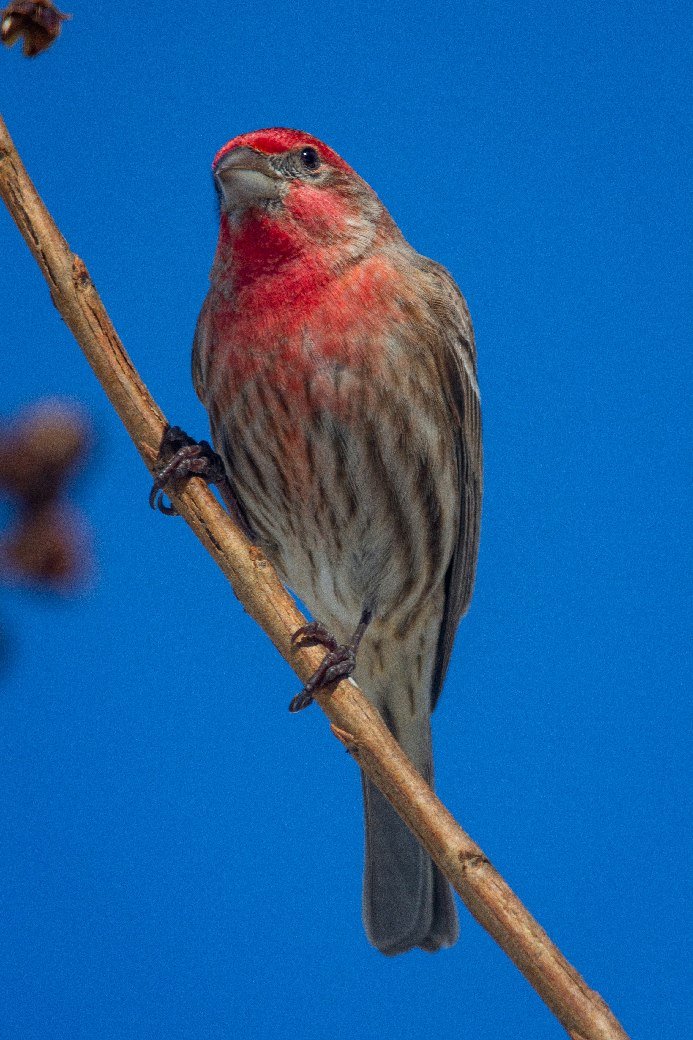 A male house finch perches on a slender branch, showcasing its vivid red plumage against a bright blue sky.