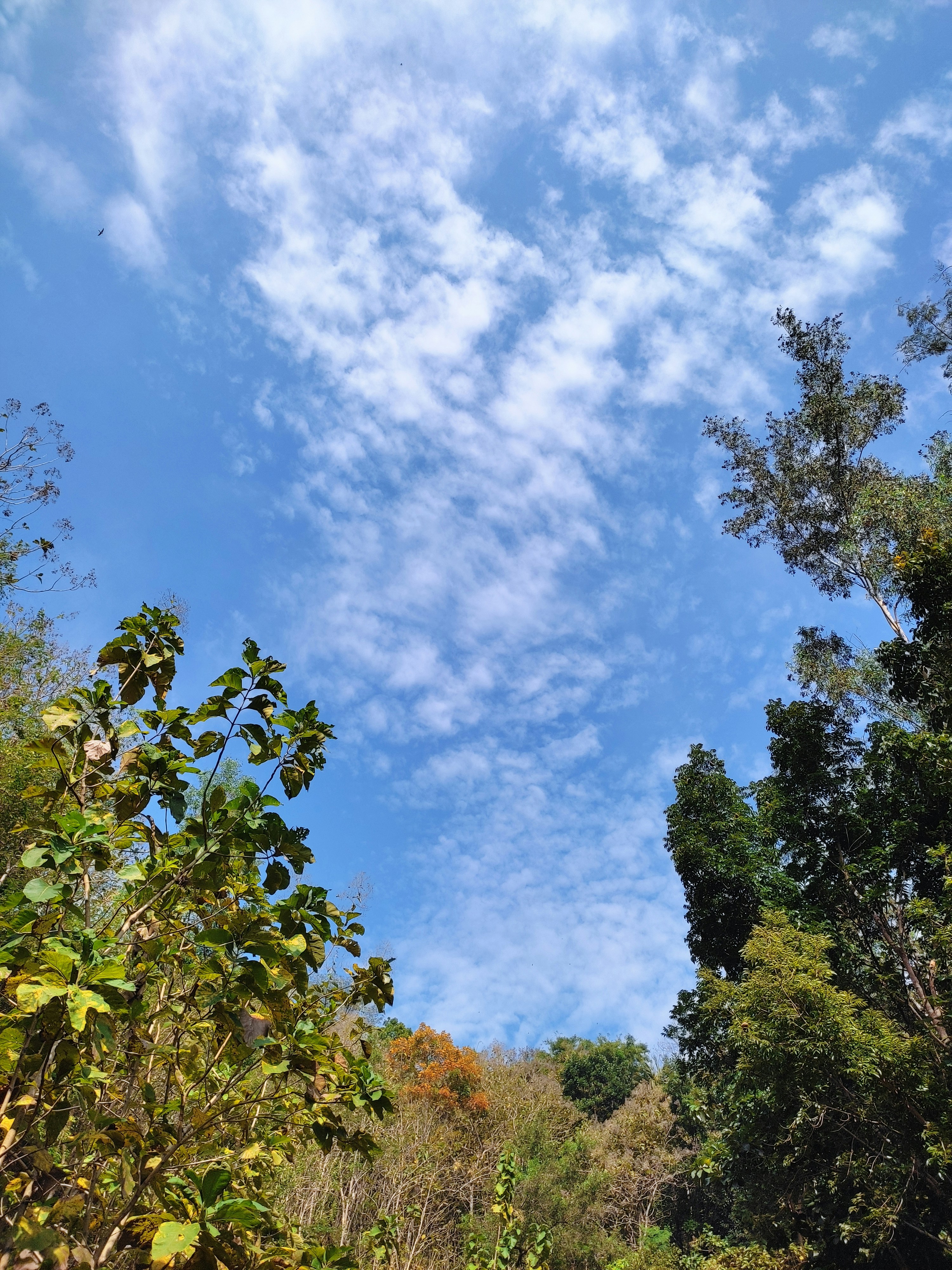Lush green foliage frames a clear blue sky dotted with soft, wispy clouds. The vibrant colors of the trees contrast beautifully with the tranquil atmosphere.