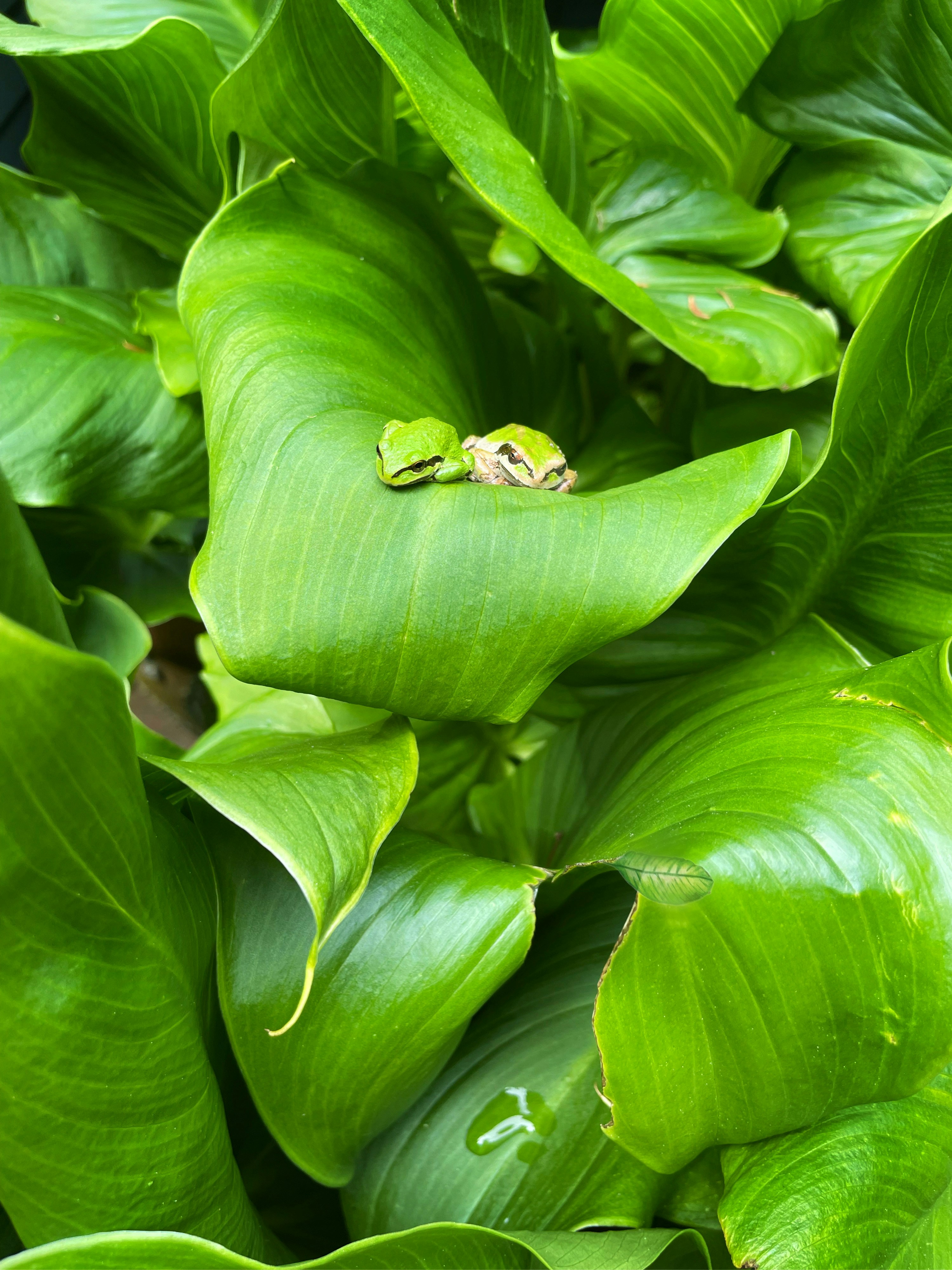 Two small frogs nestled on a vibrant green leaf, surrounded by lush foliage. Their colors blend seamlessly with the leaves, showcasing nature's artistry.