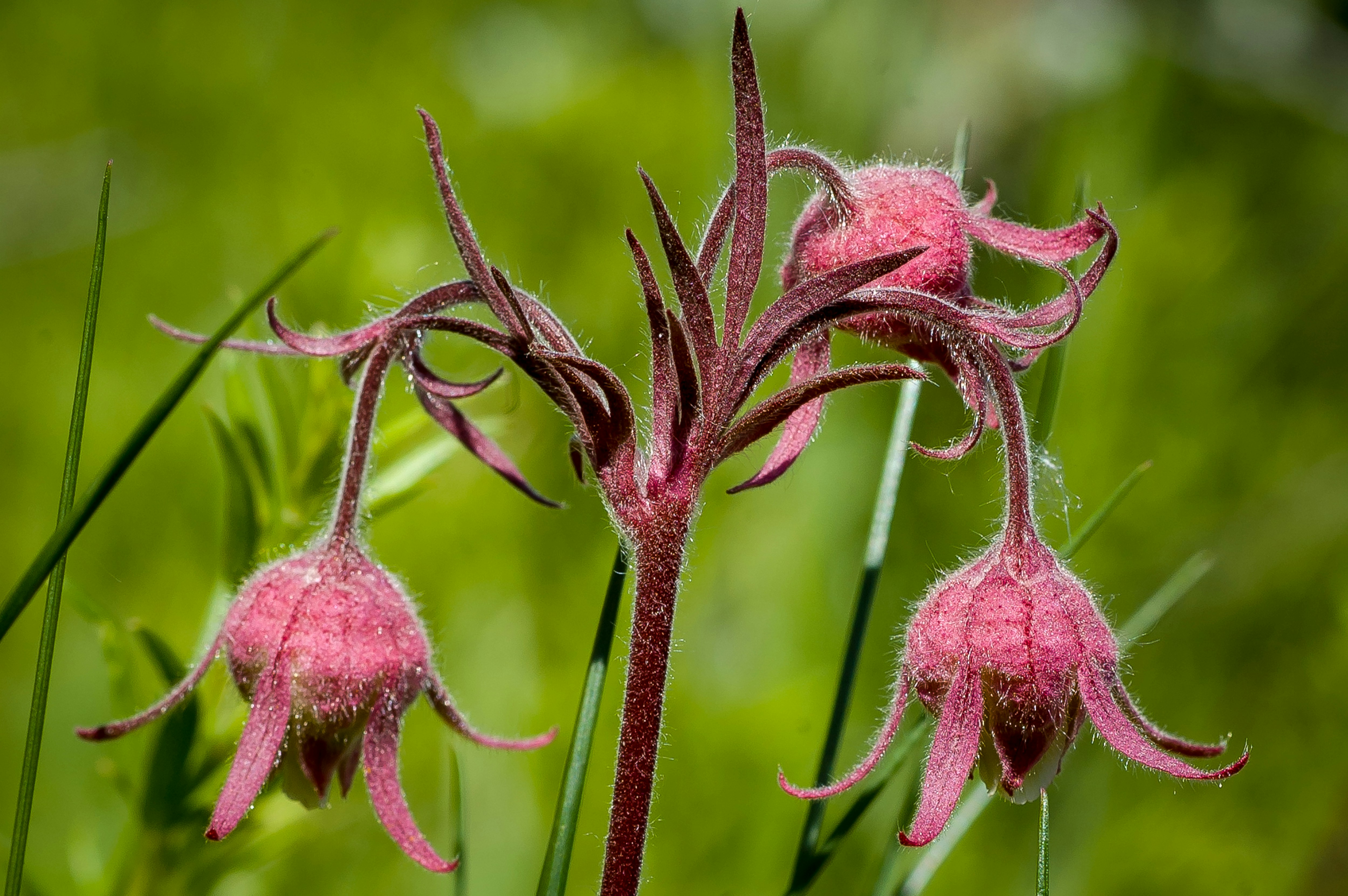 Widely distributed The flower heads are always in groups of three, and drooping down. Once pollinated, usually by bumble bees, the nodding blossoms, transform into upright clusters of long feathery hairs that catch the wind to help scatter the seeds. It is because of the ripe seed pods that it is also called Old Mans Whiskers, or Prairie Smoke. 
