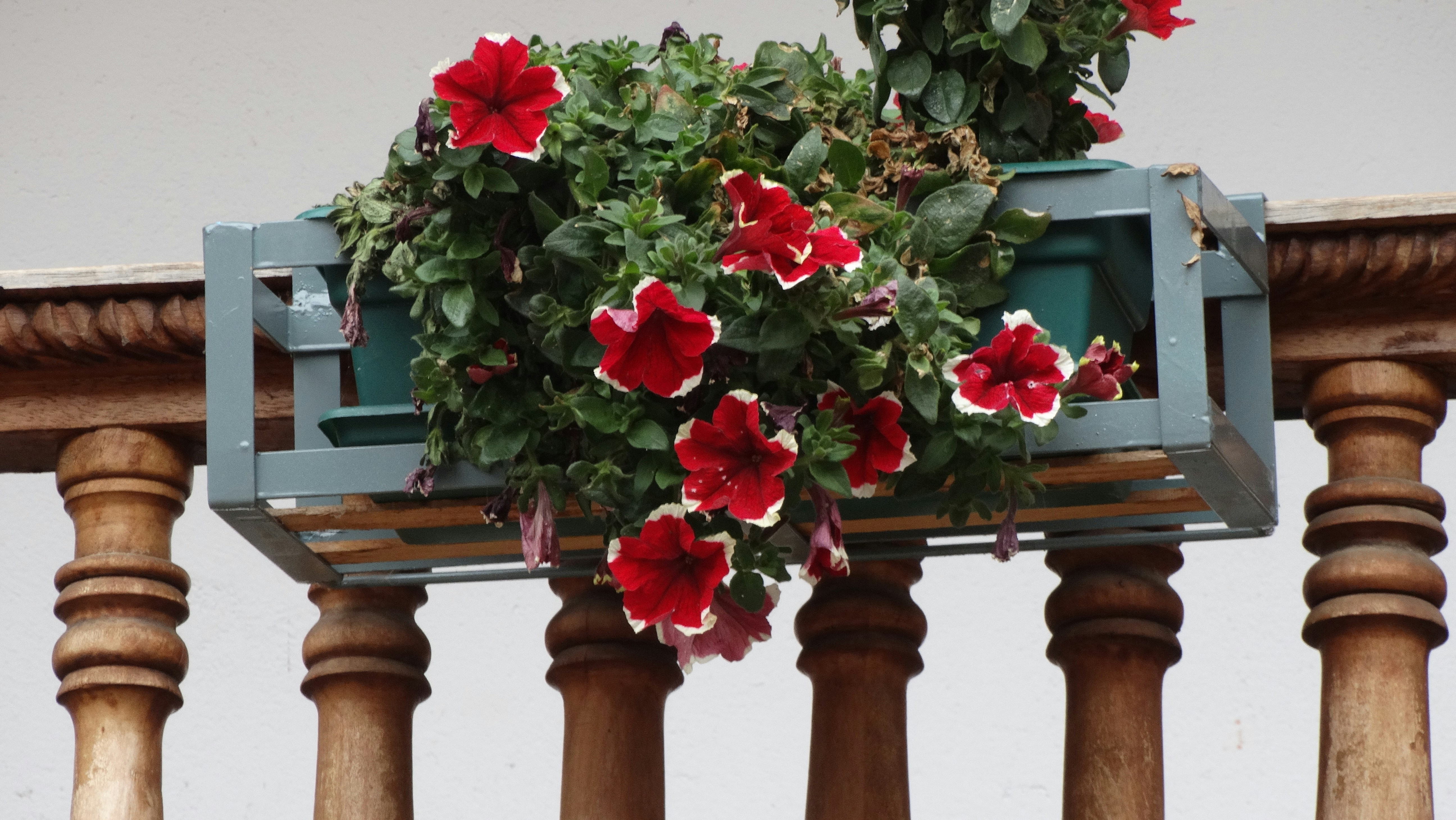Planter box with red and white petunias sits on a balcony railing above carved wooden columns, creating a close-up garden vignette.