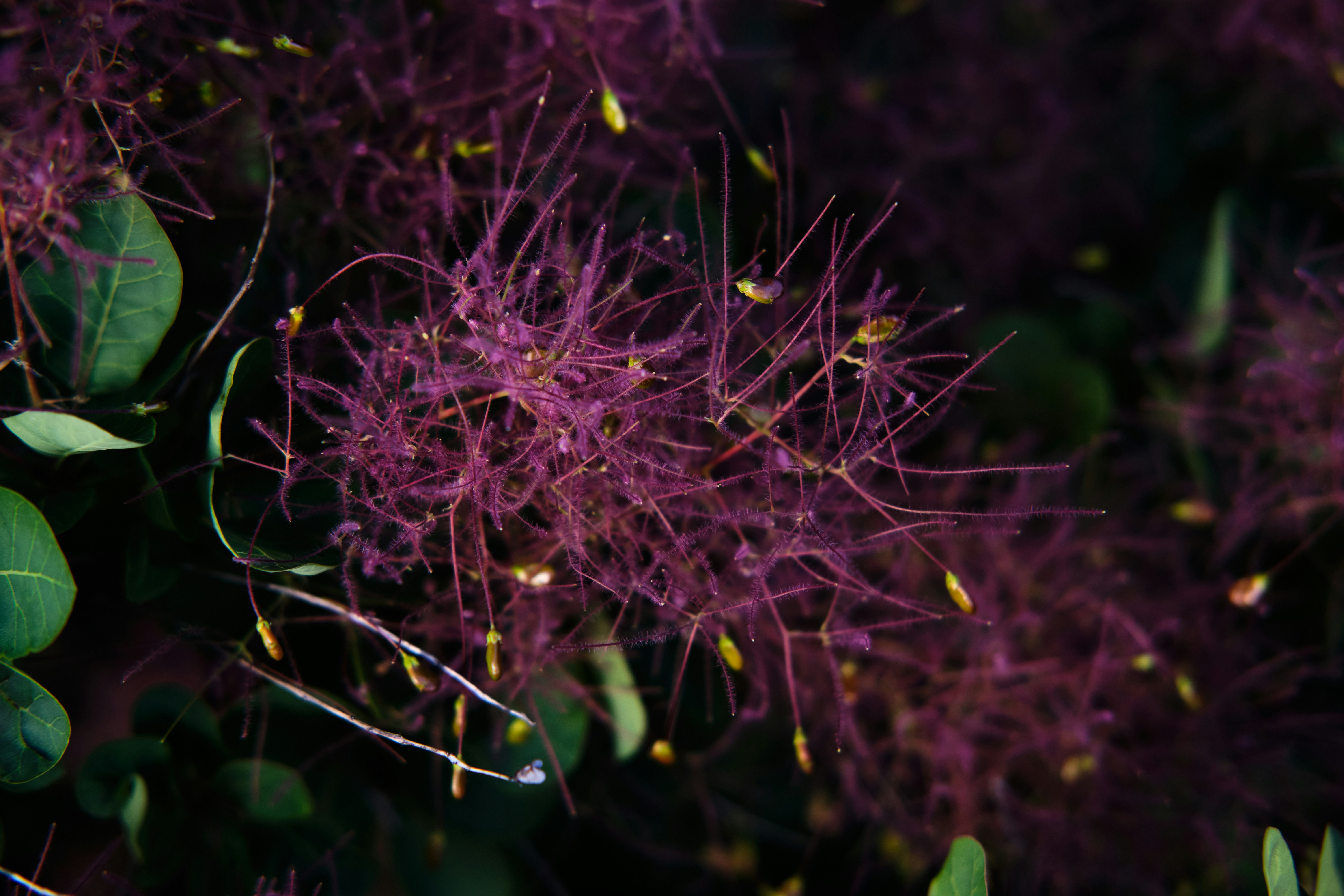 Purple Filigree Blossoms: A Quiet Moment in Shadowed Greenery