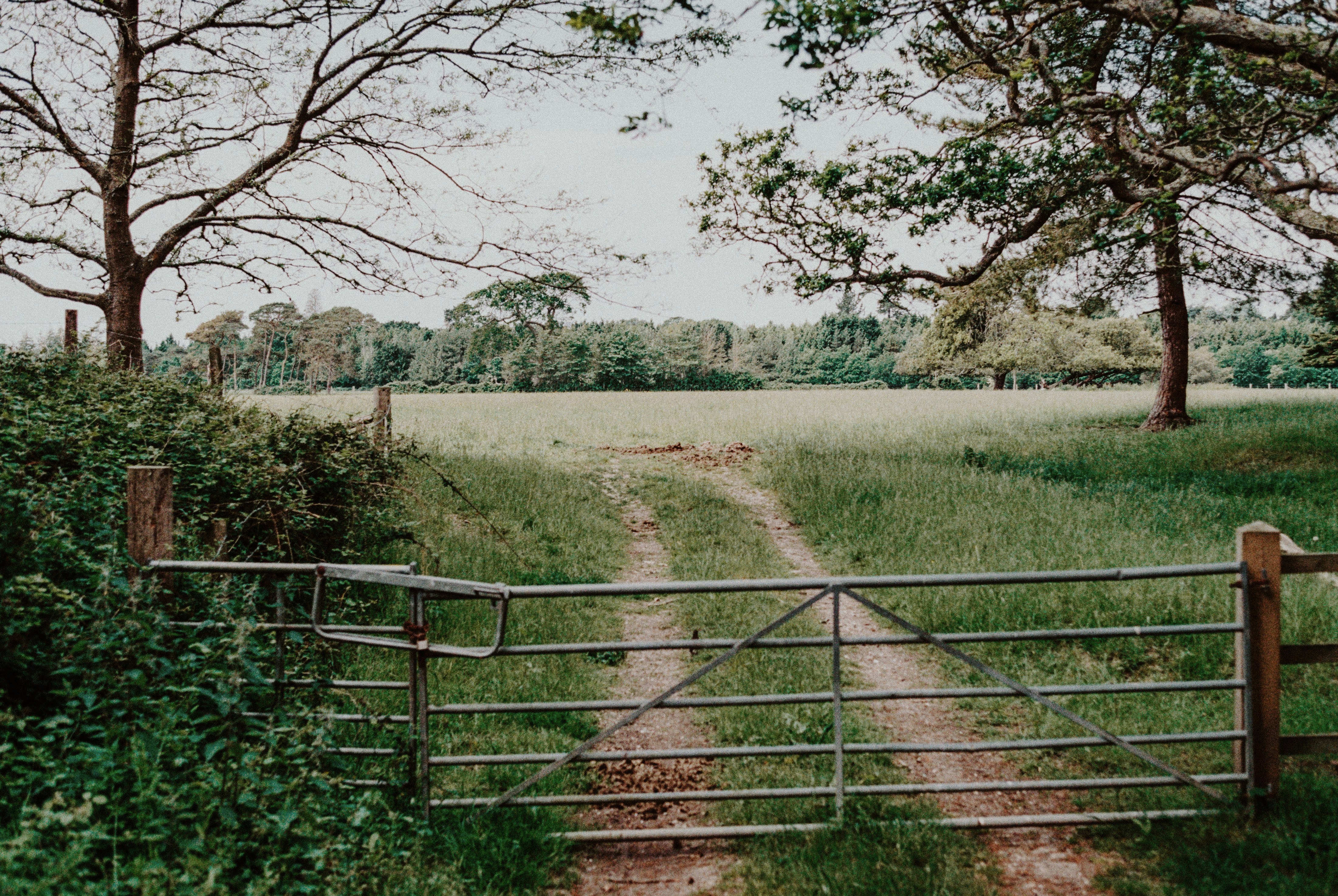Rustic metal gate opening onto a serene grassy field framed by trees, inviting exploration and solitude.