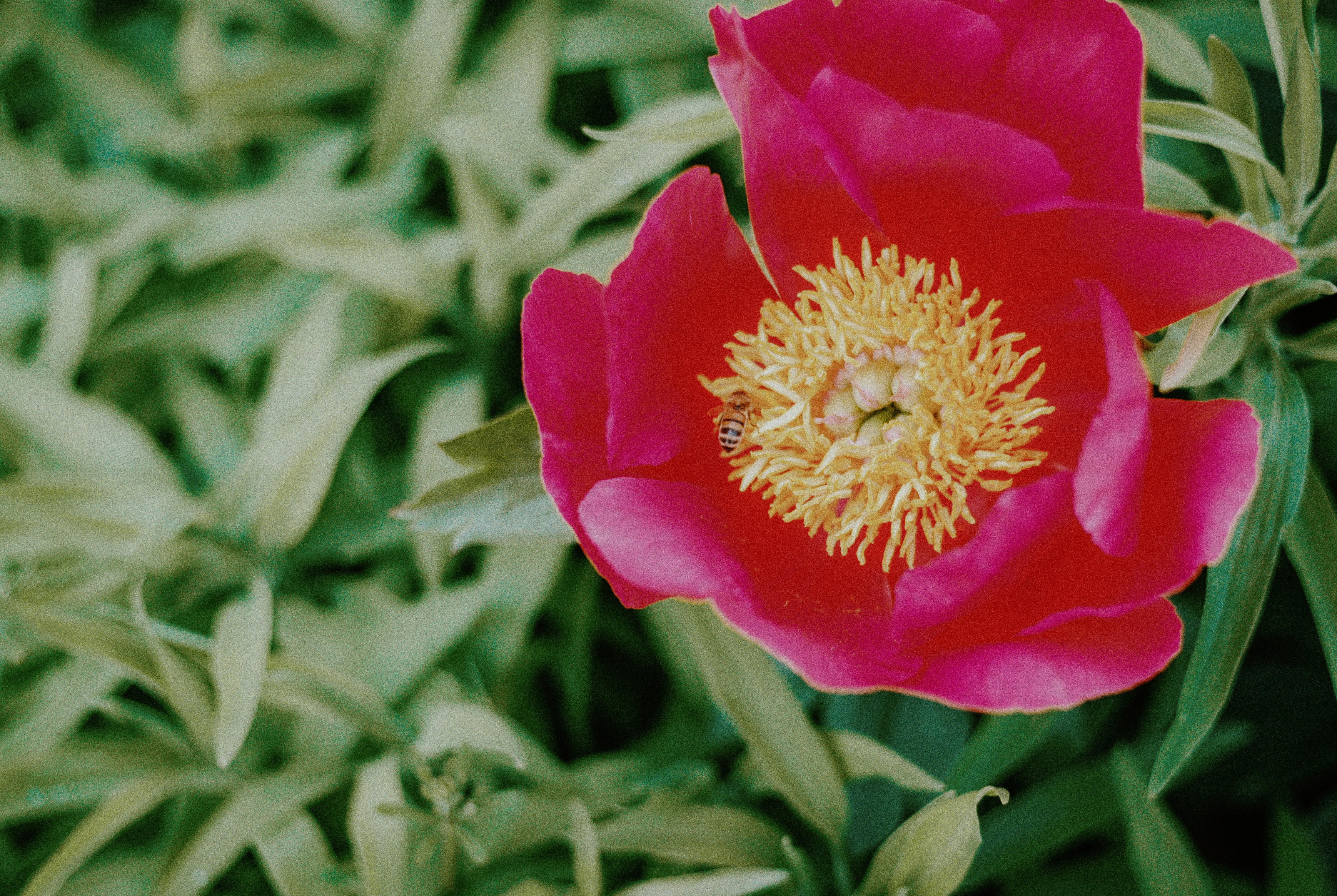 Scarlet Blossom Amid Verdant Waves