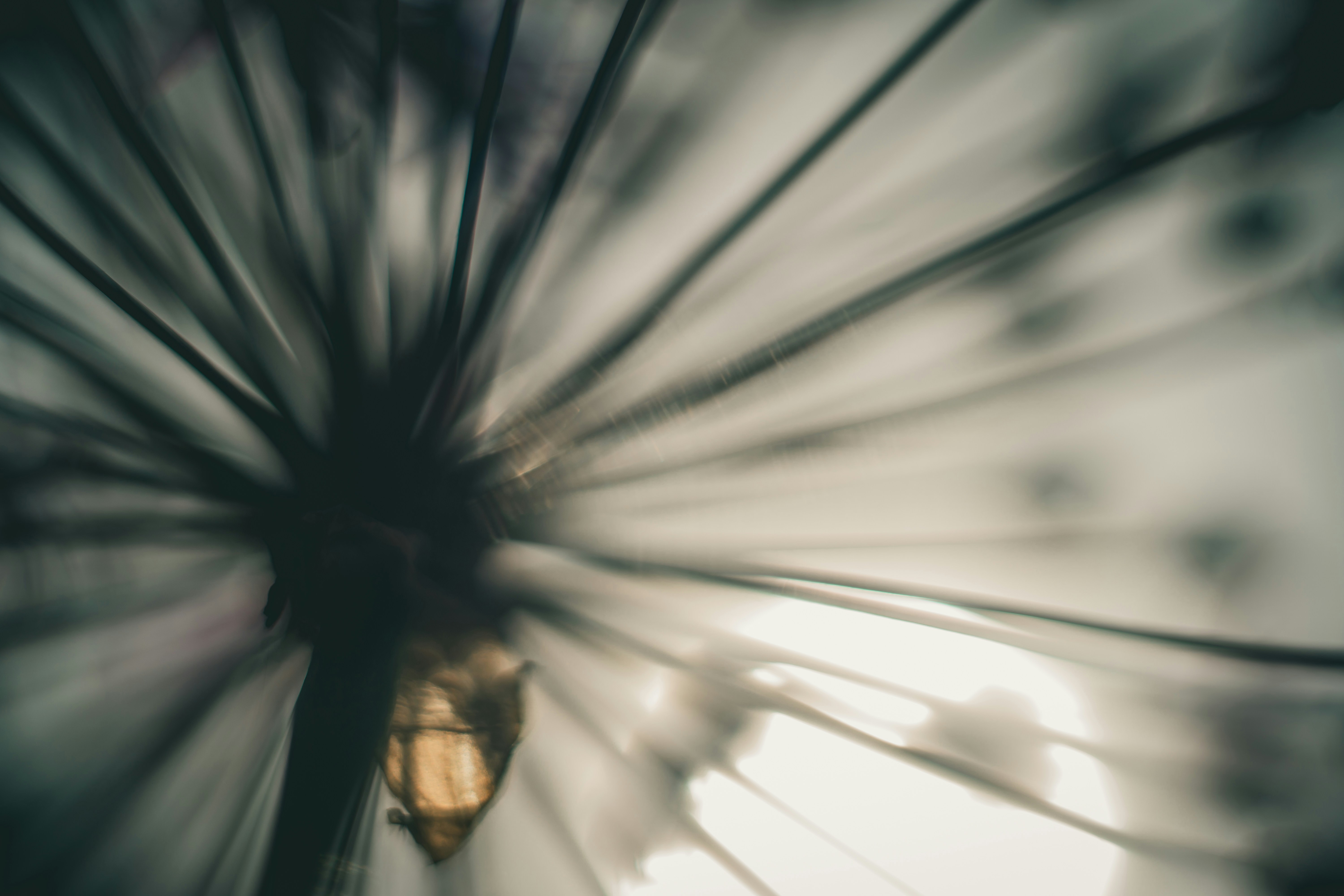 Macro view of dandelion seeds silhouetted against soft light.