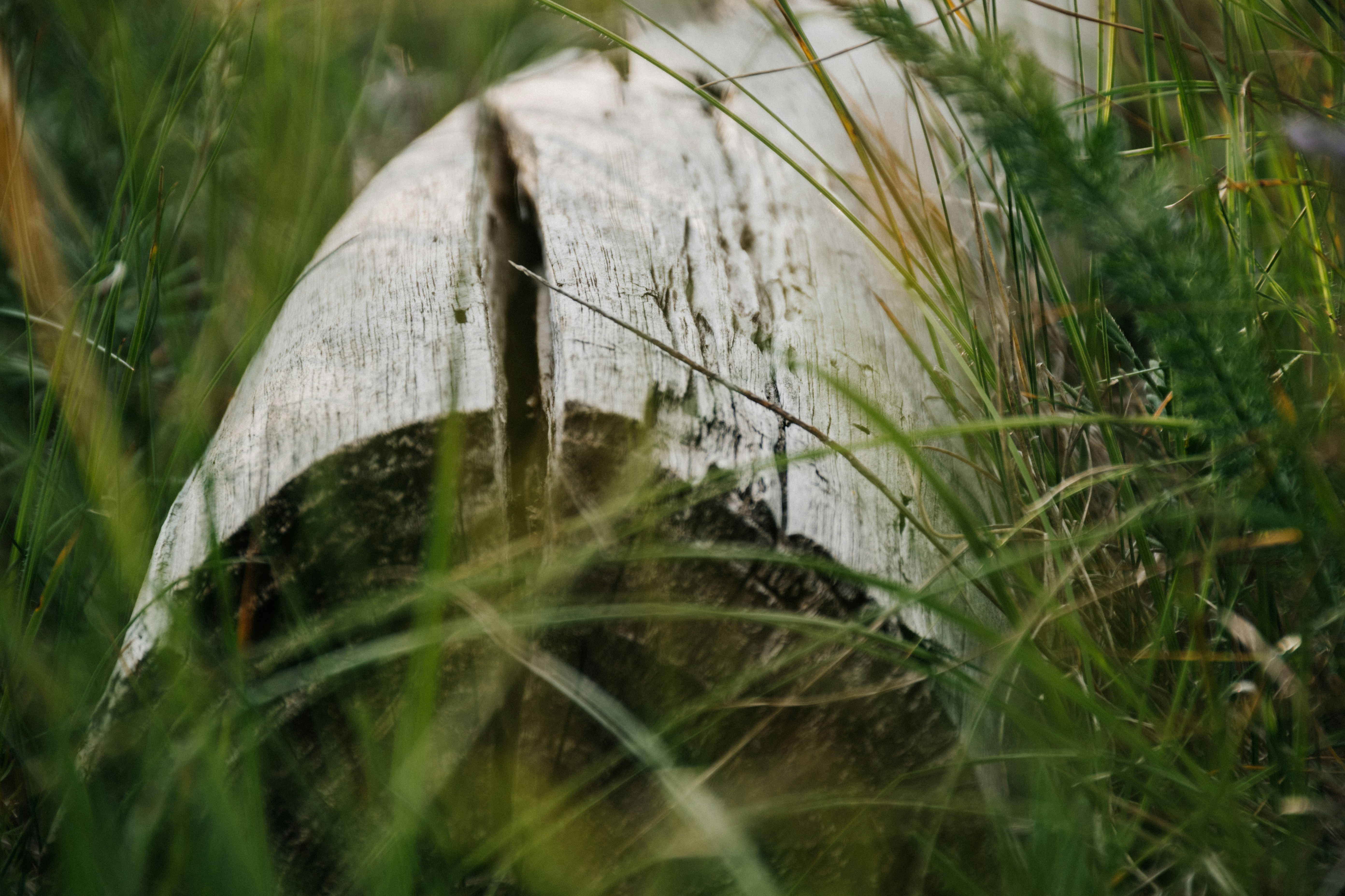 Hollow Heart in a Field of Grasses