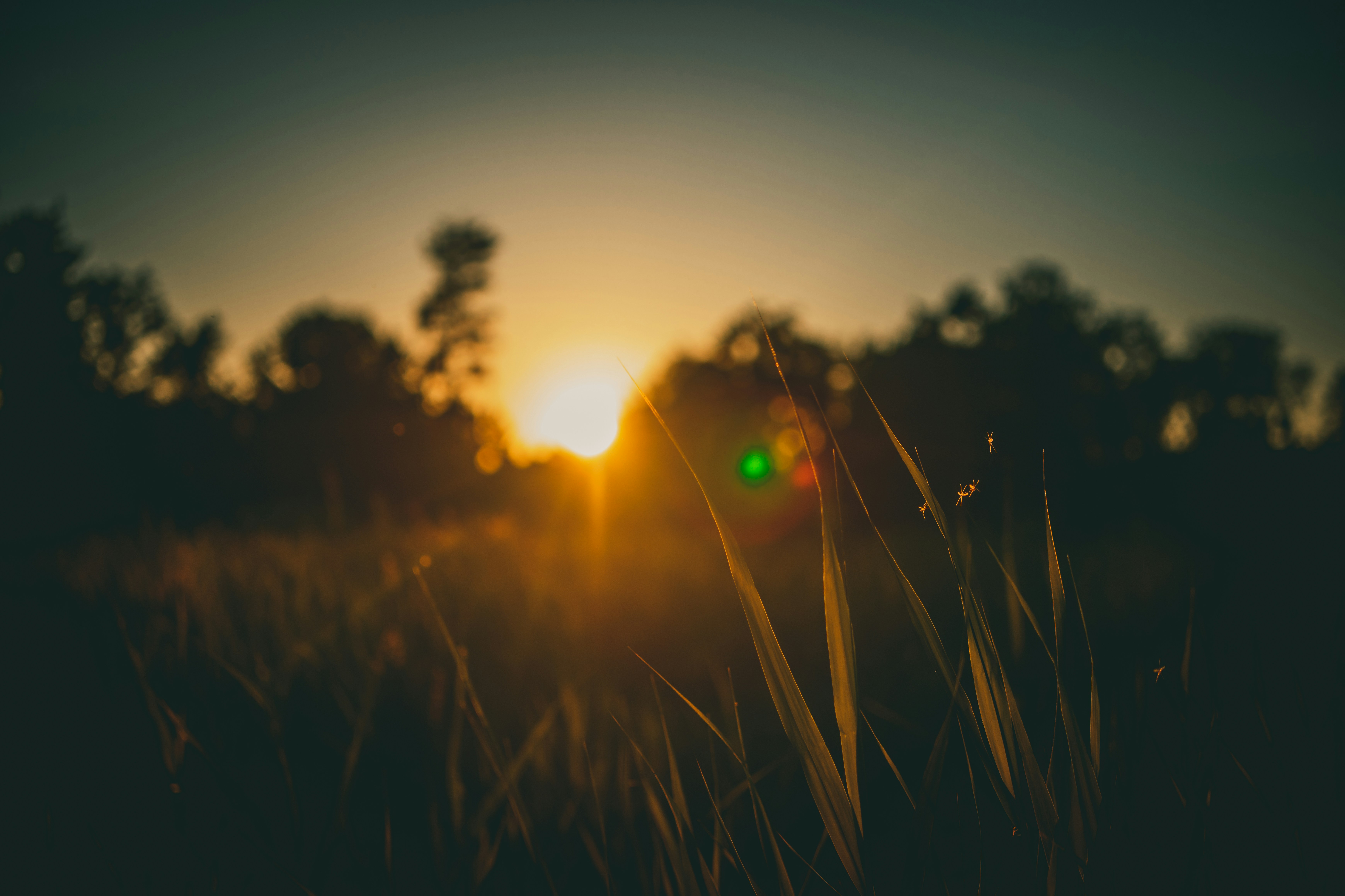 Green grass during golden hour photo – Free Rīga Image on Unsplash