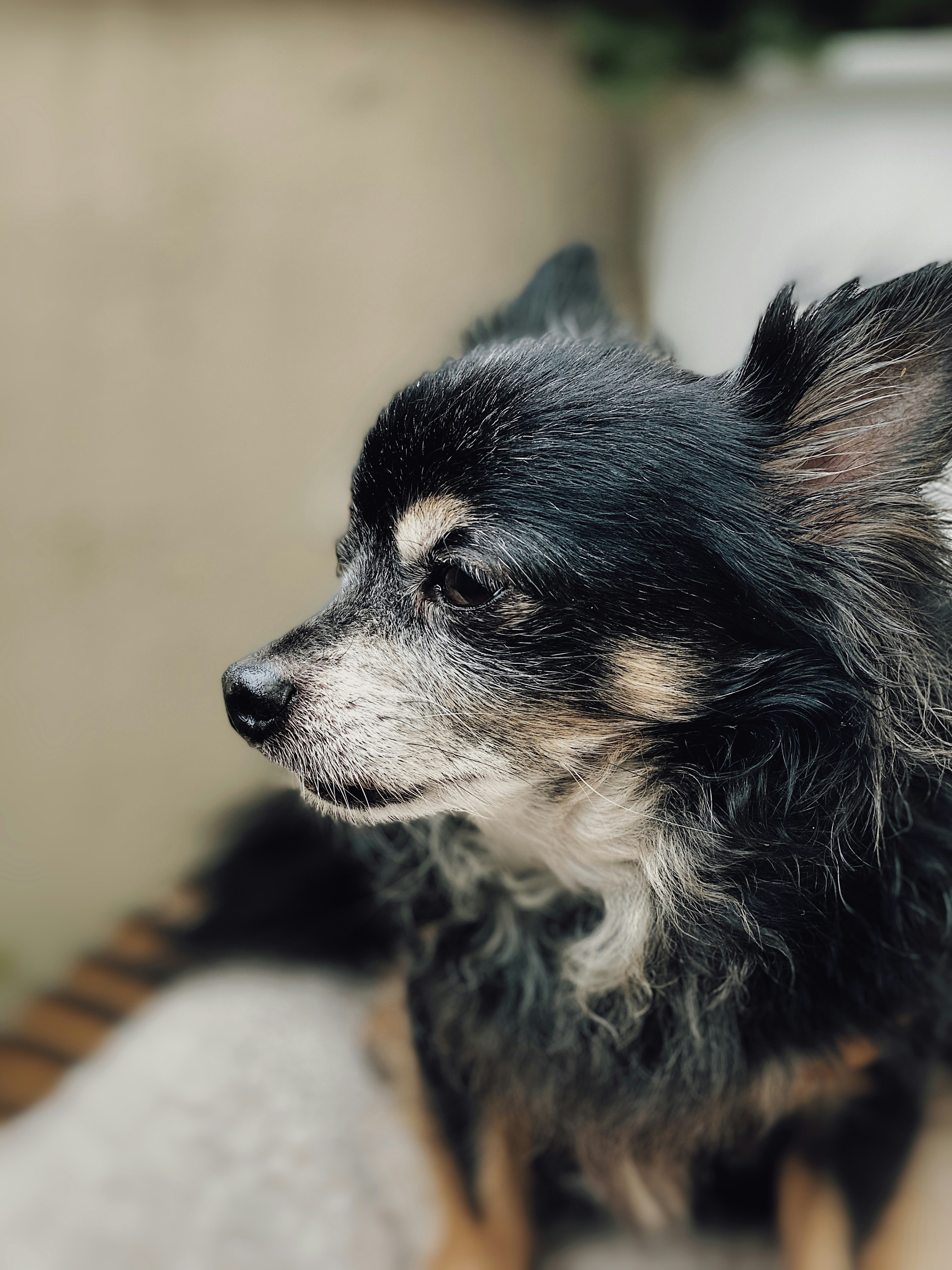 Whiskers of Wisdom: A Canine's Contemplation