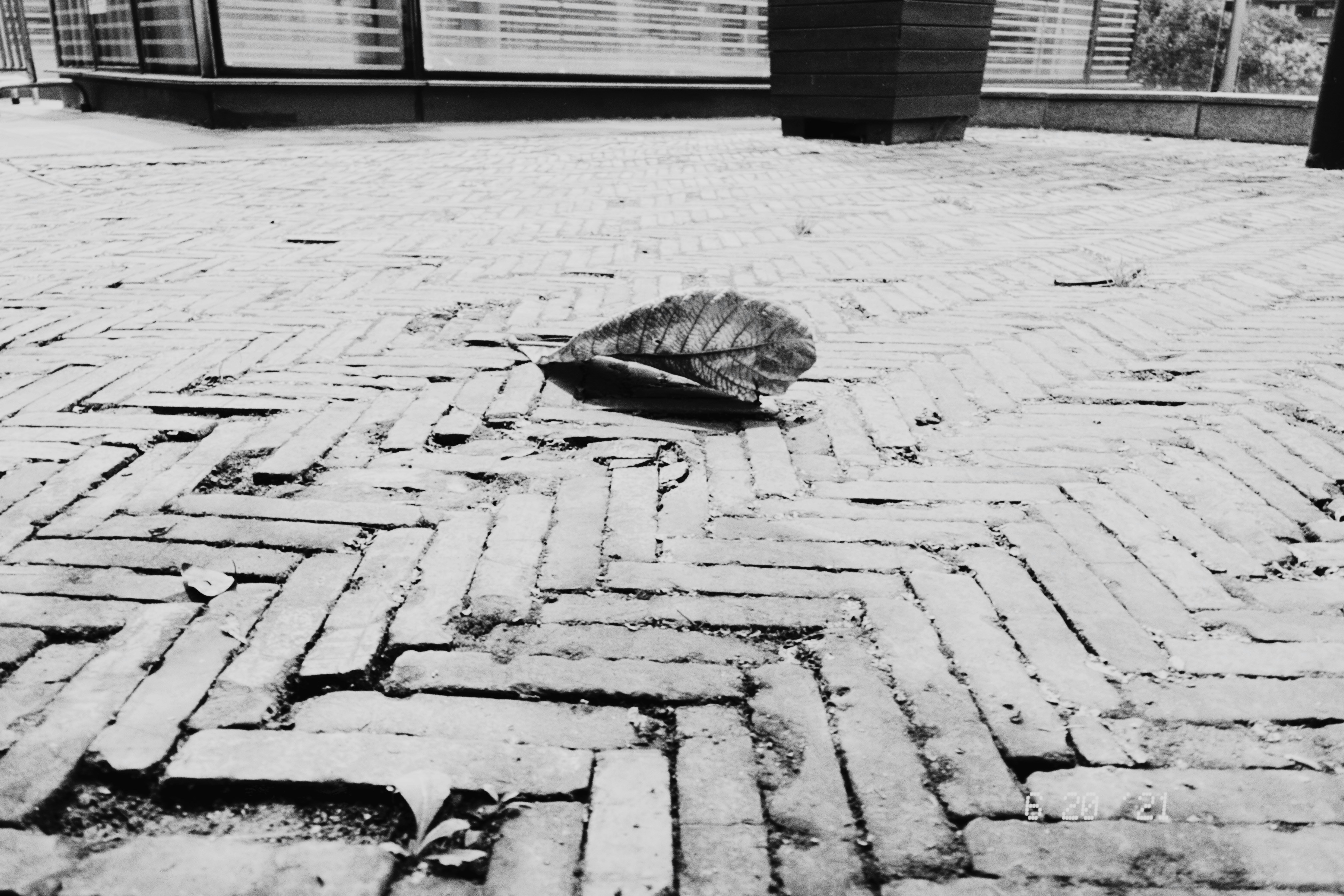 Grayscale Solitude: A Lone Leaf on Zigzag Brick Pavement