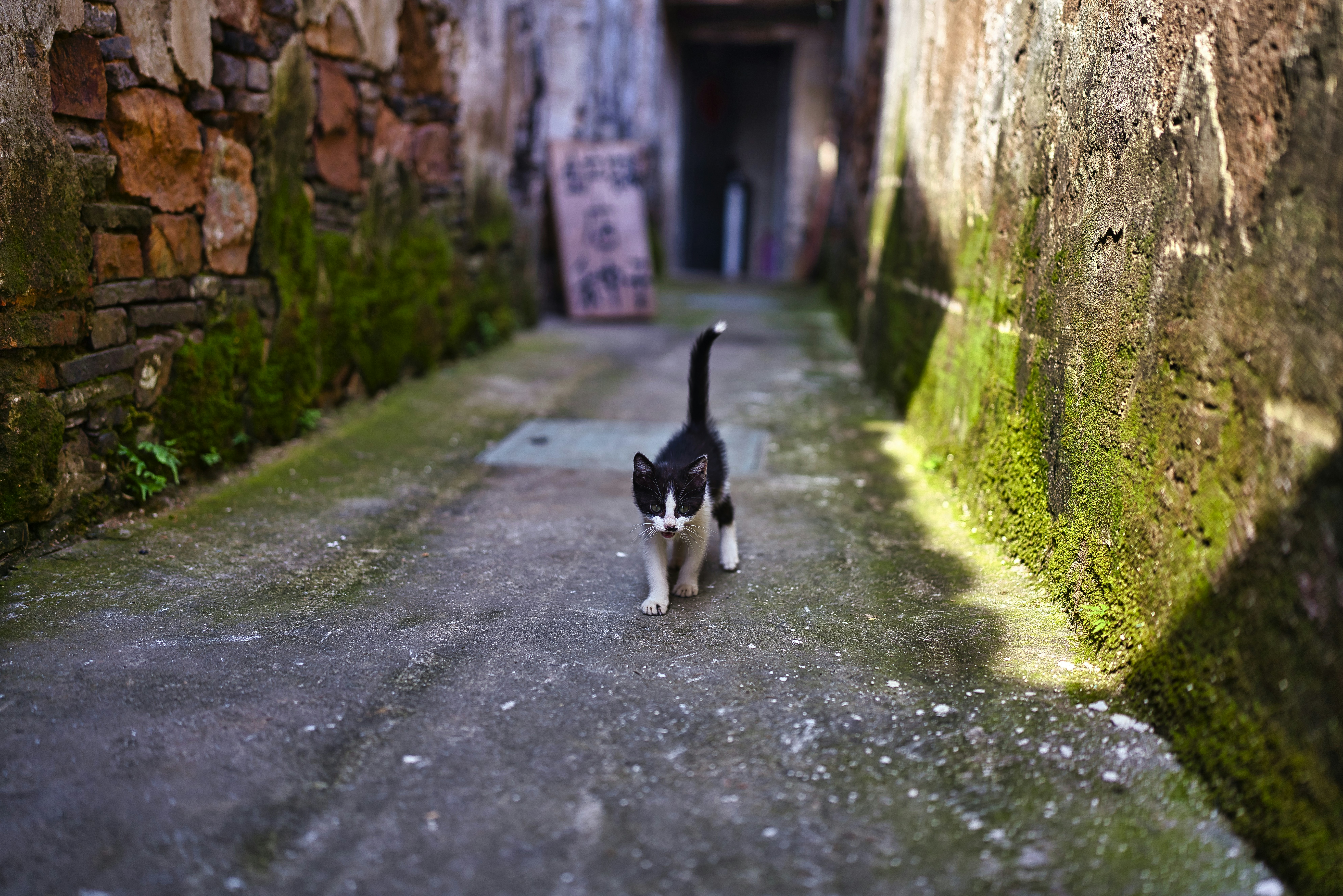A Tiny Explorer in a Moss-Pedestaled Alley