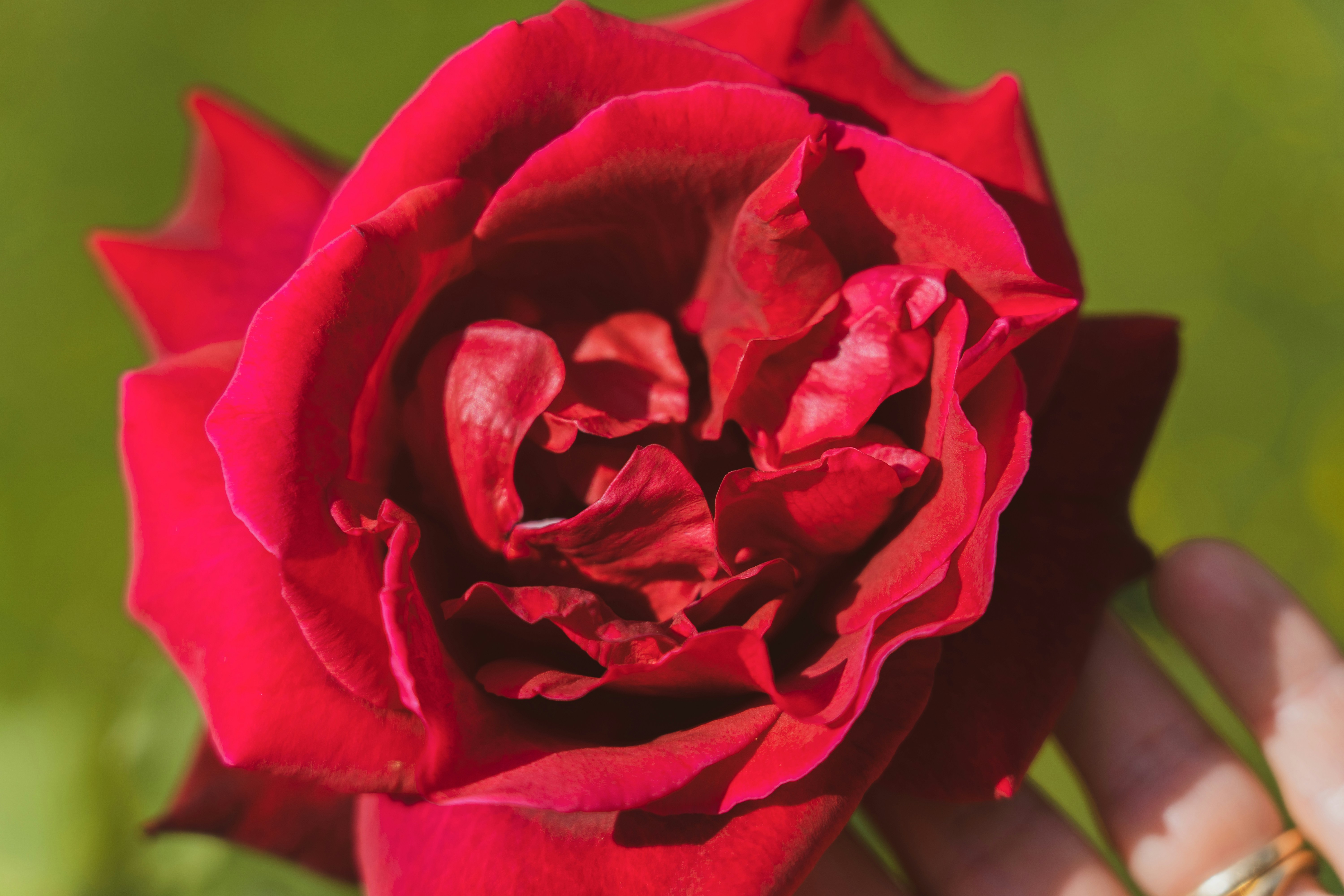 Crimson Rose in Focus: Petals Unfolding as Green Blur Recedes