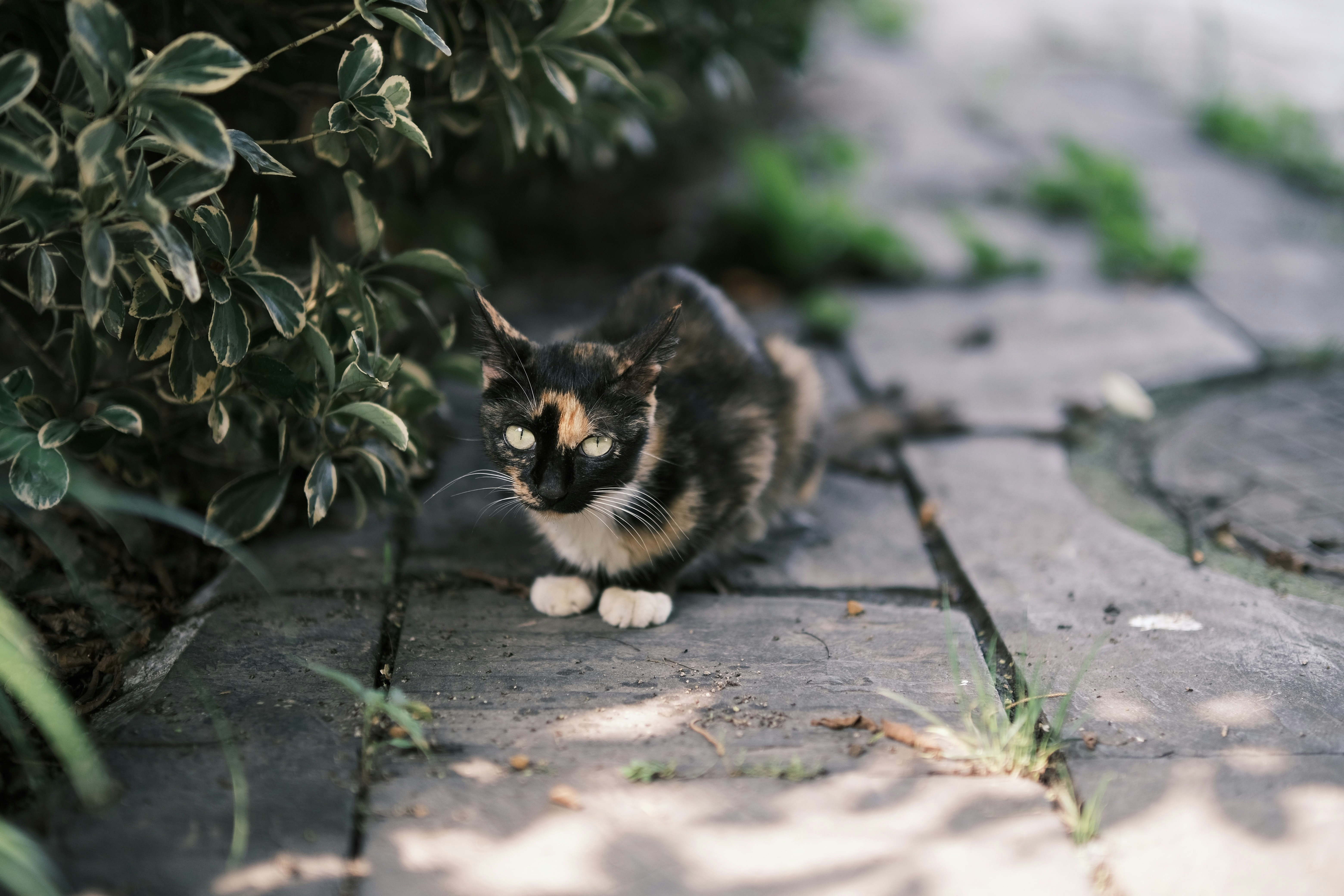 Chat calicot couché sur le sol photo – Photo Chat Gratuite sur Unsplash