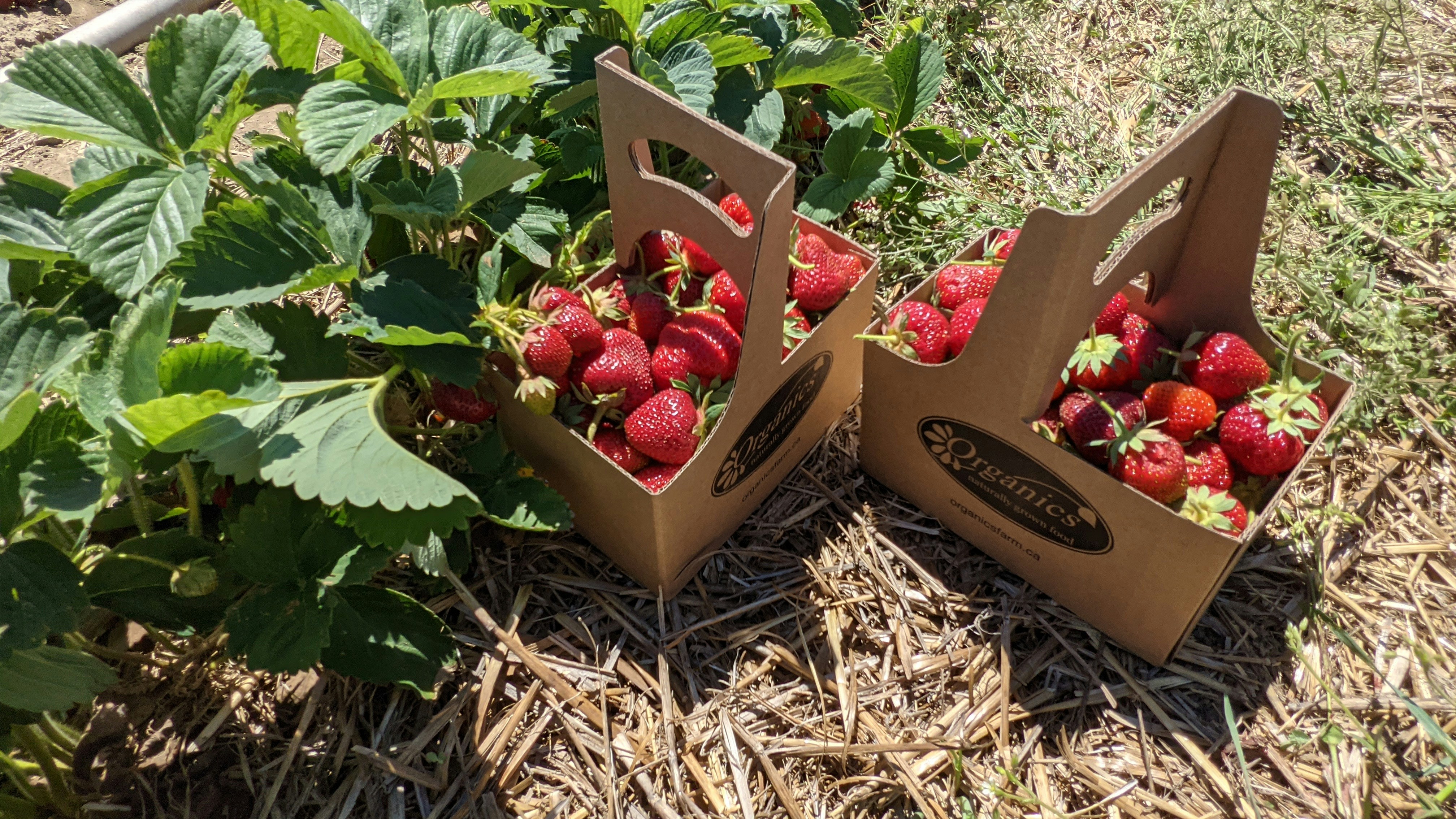 Two cardboard baskets filled with ripe strawberries beside lush green plants on straw-covered ground.