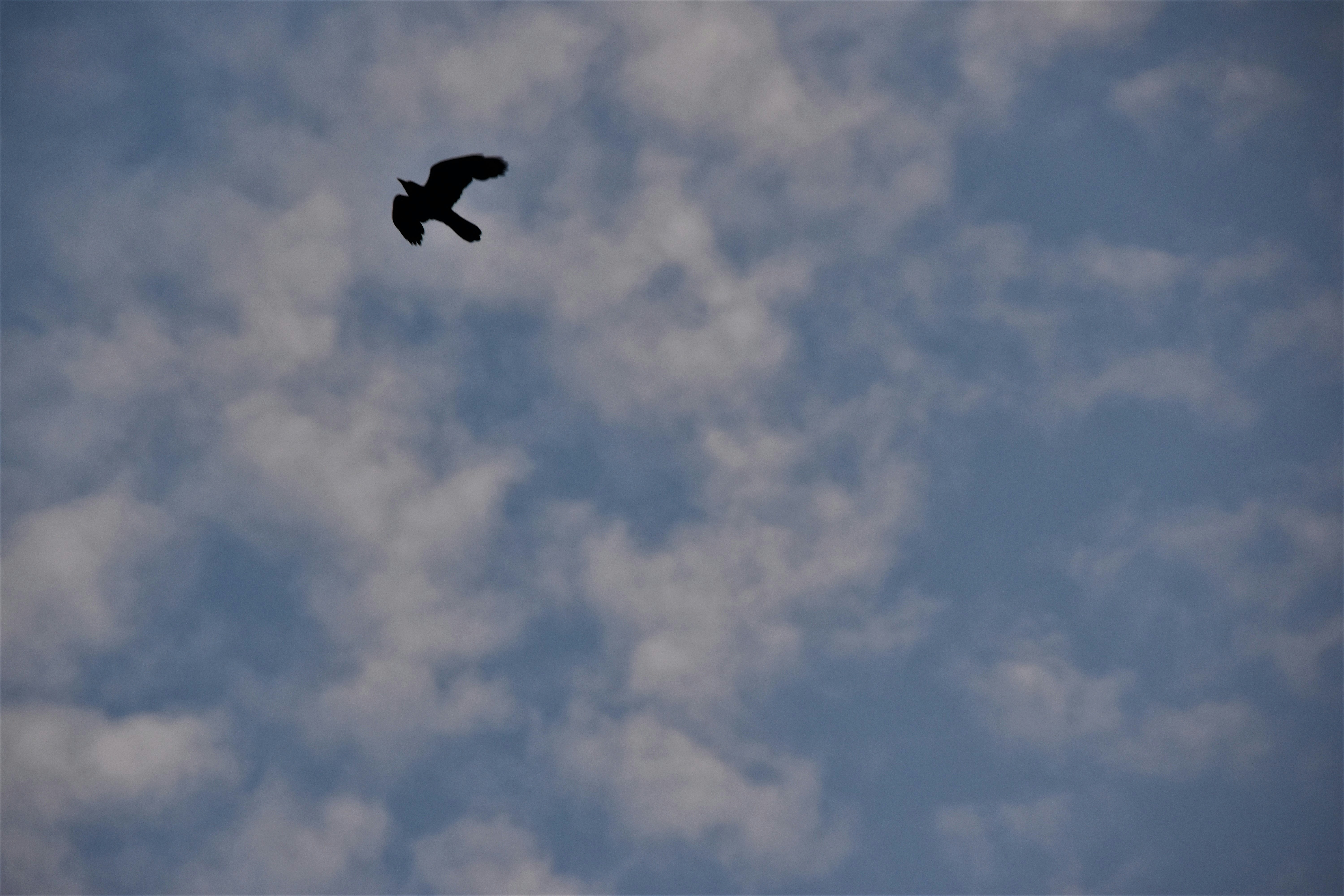 A bird silhouetted against a backdrop of fluffy clouds and blue sky, capturing the essence of freedom and flight.
