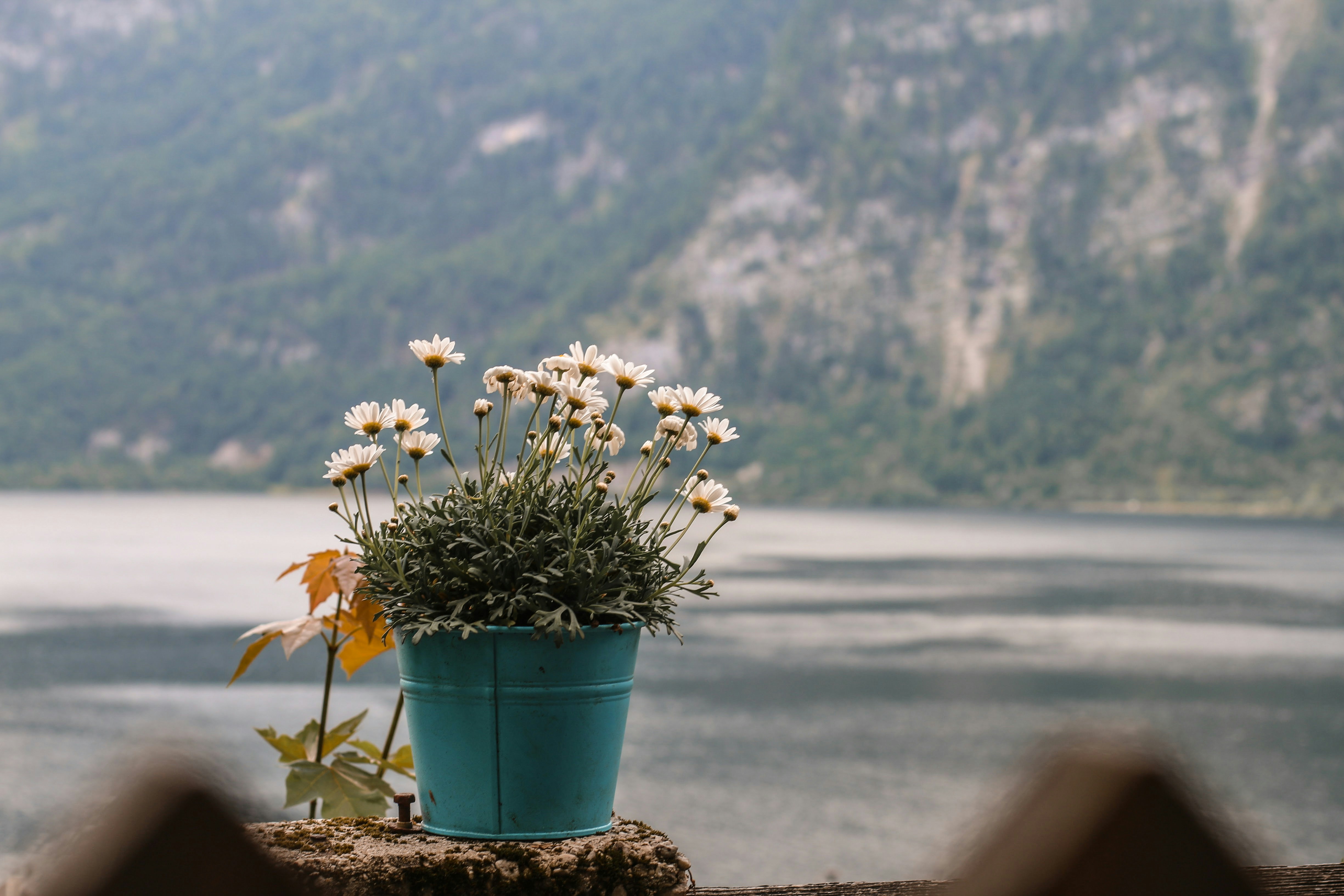 Daisy in a Turquoise Pot: Quiet Moment by the Lake